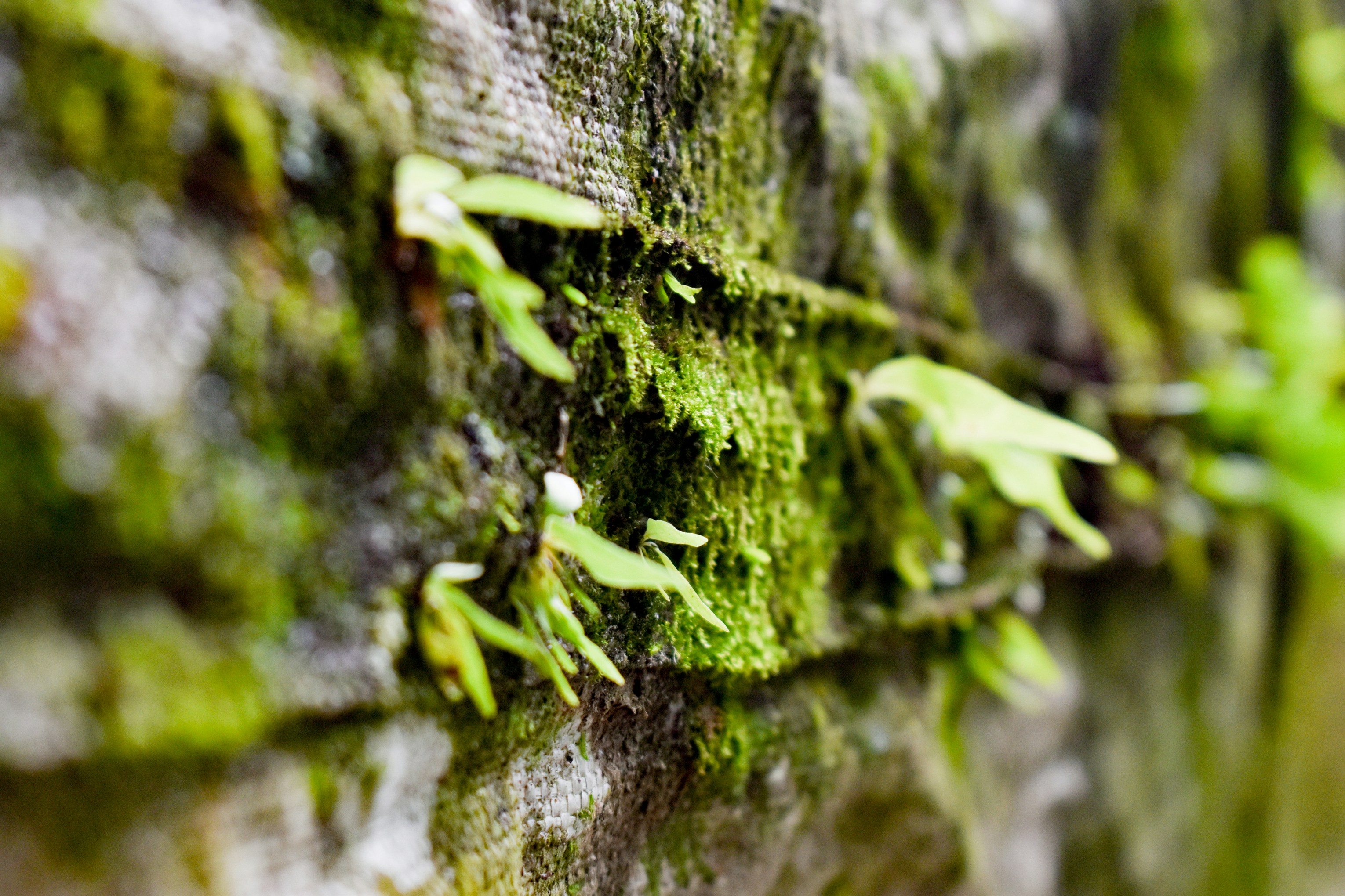 A close up of a moss covered wall photo – Free Marinduque Image on Unsplash