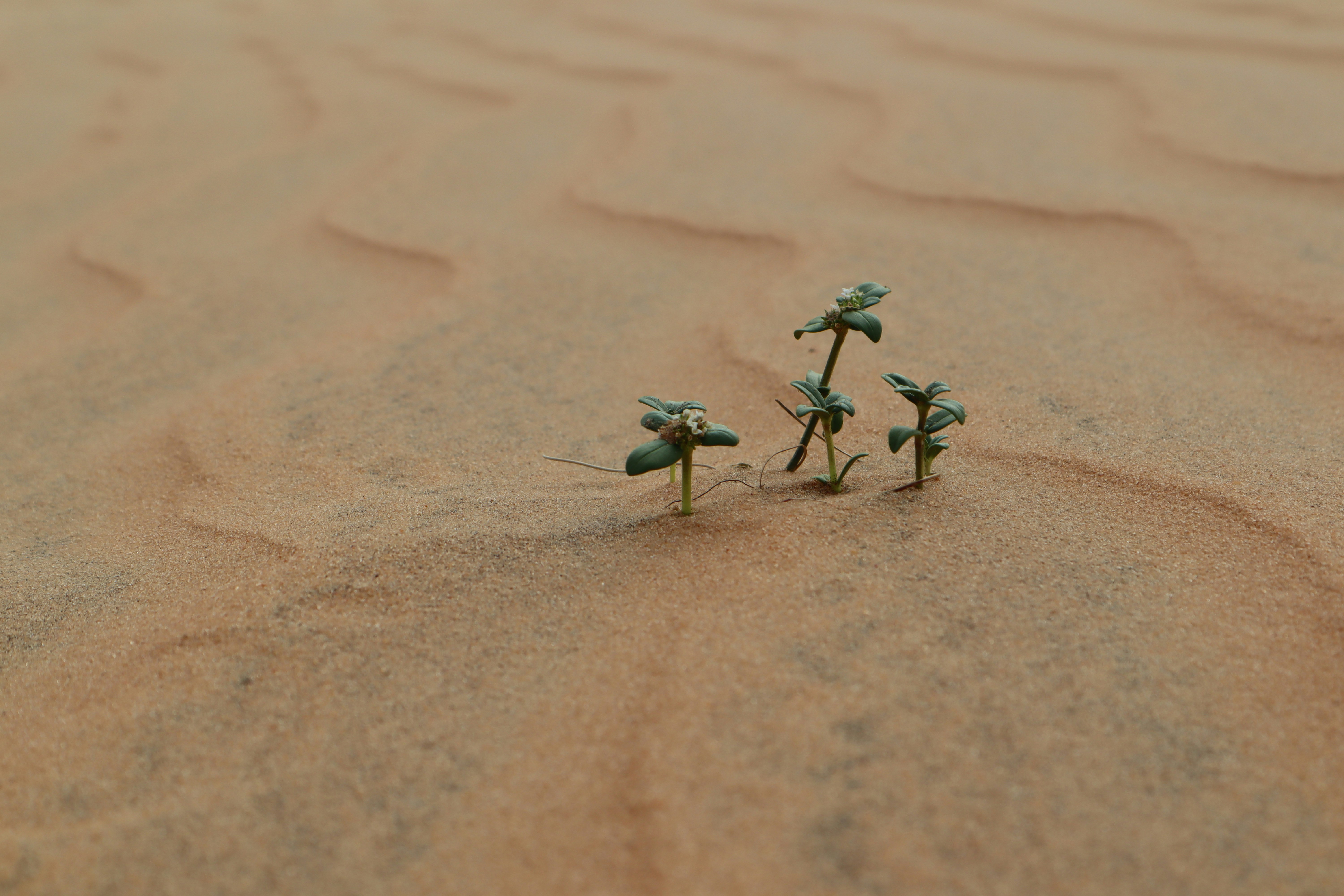 Five Tiny Sprouts Defy the Dunes