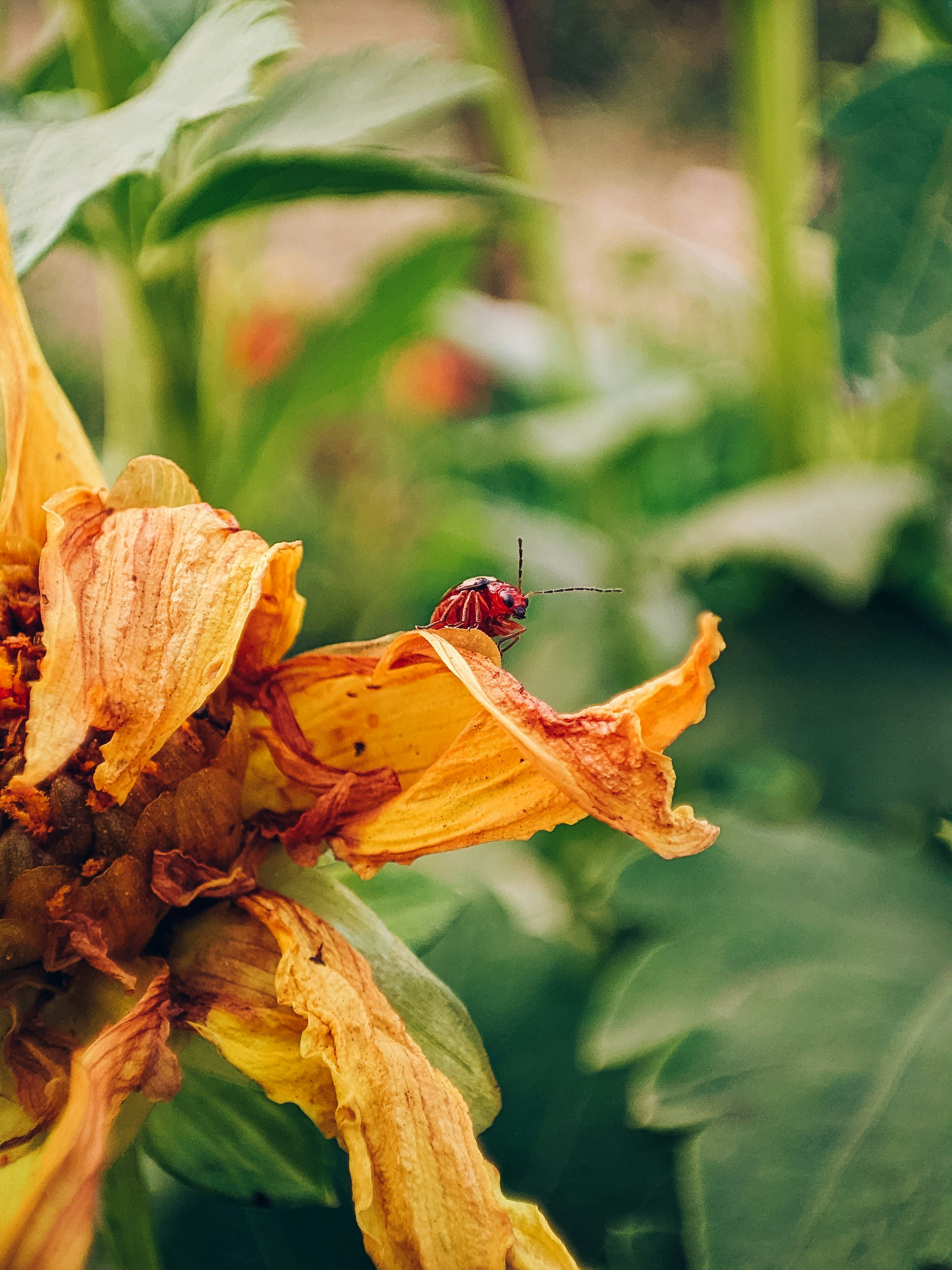 Macro photograph of a dried orange bloom with a tiny red beetle perched on its curling petals.