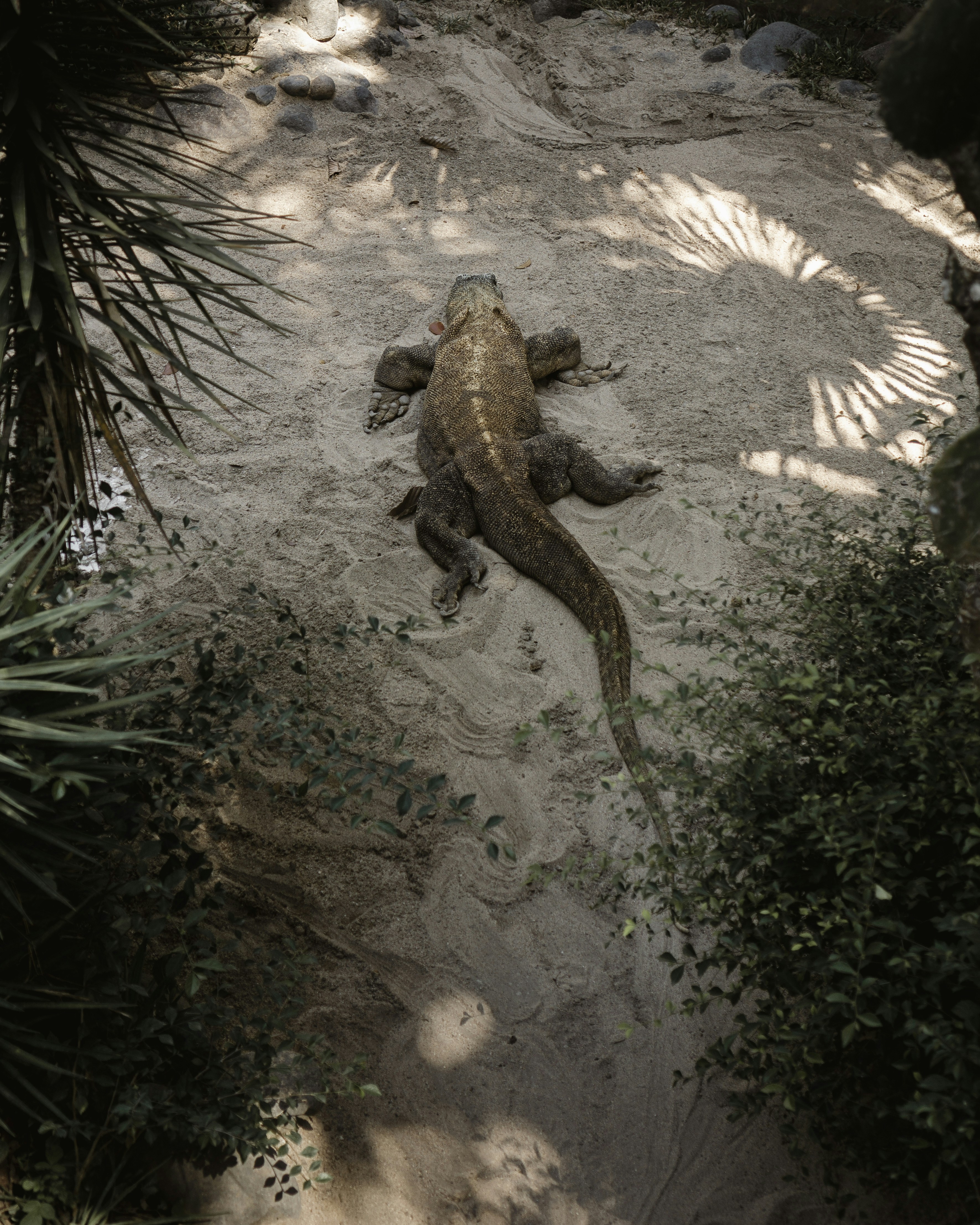 Sun-Drenched Monitor Lizard Resting Amid Sand and Garden Shadows