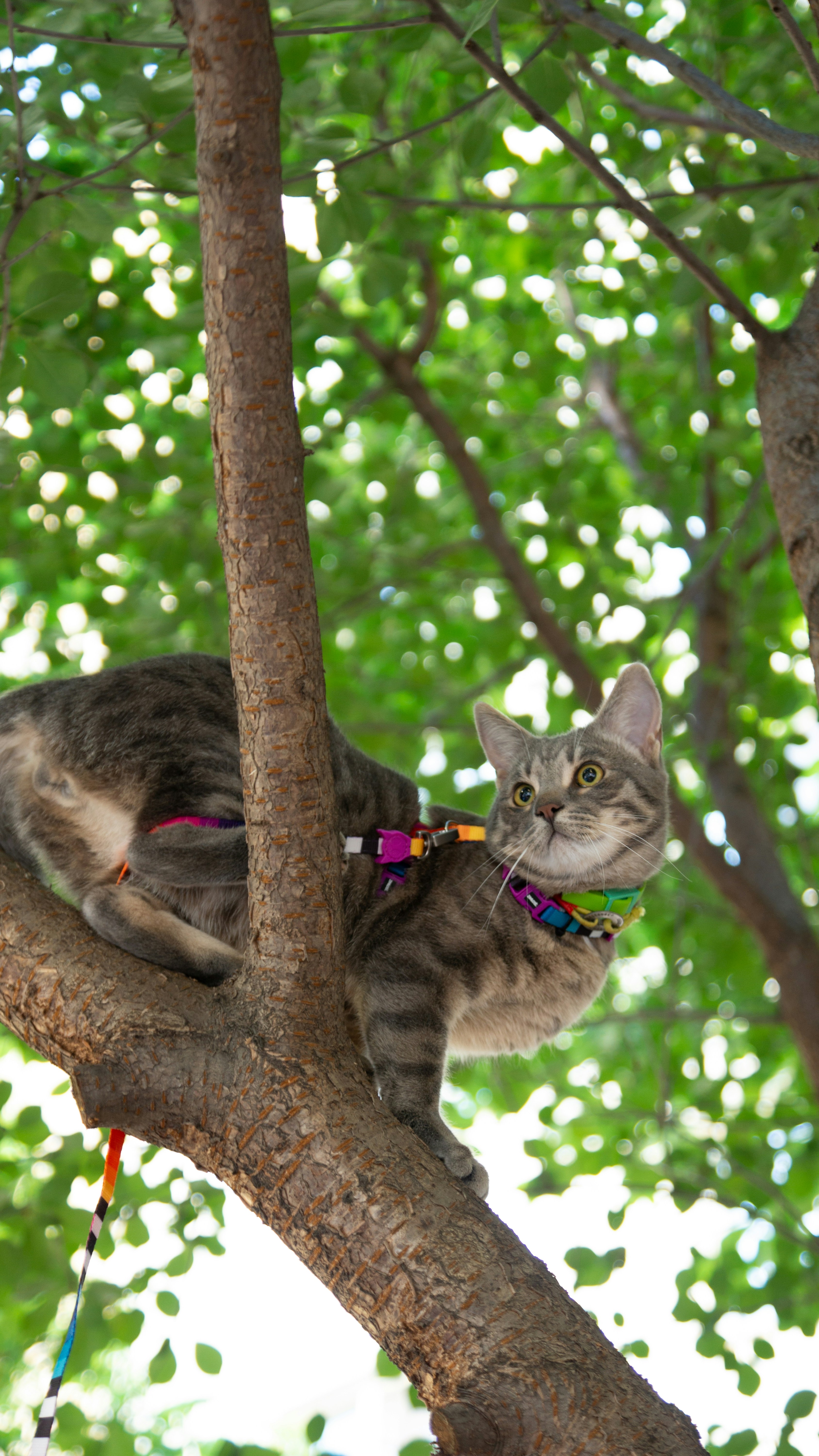 Canopy Scout: Gray Tabby on a Sunlit Branch