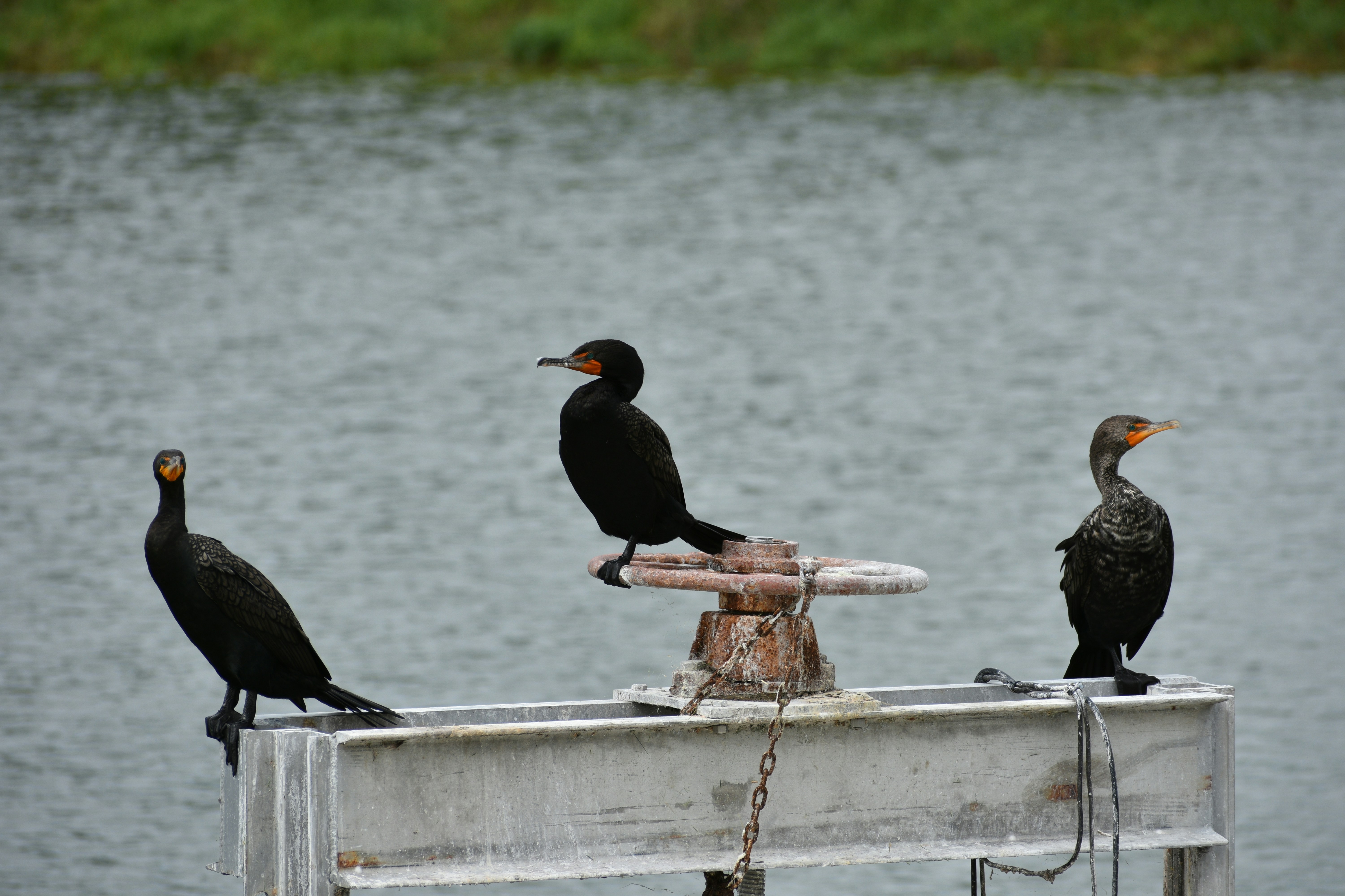 Three Cormorants Guard the Quiet Pier