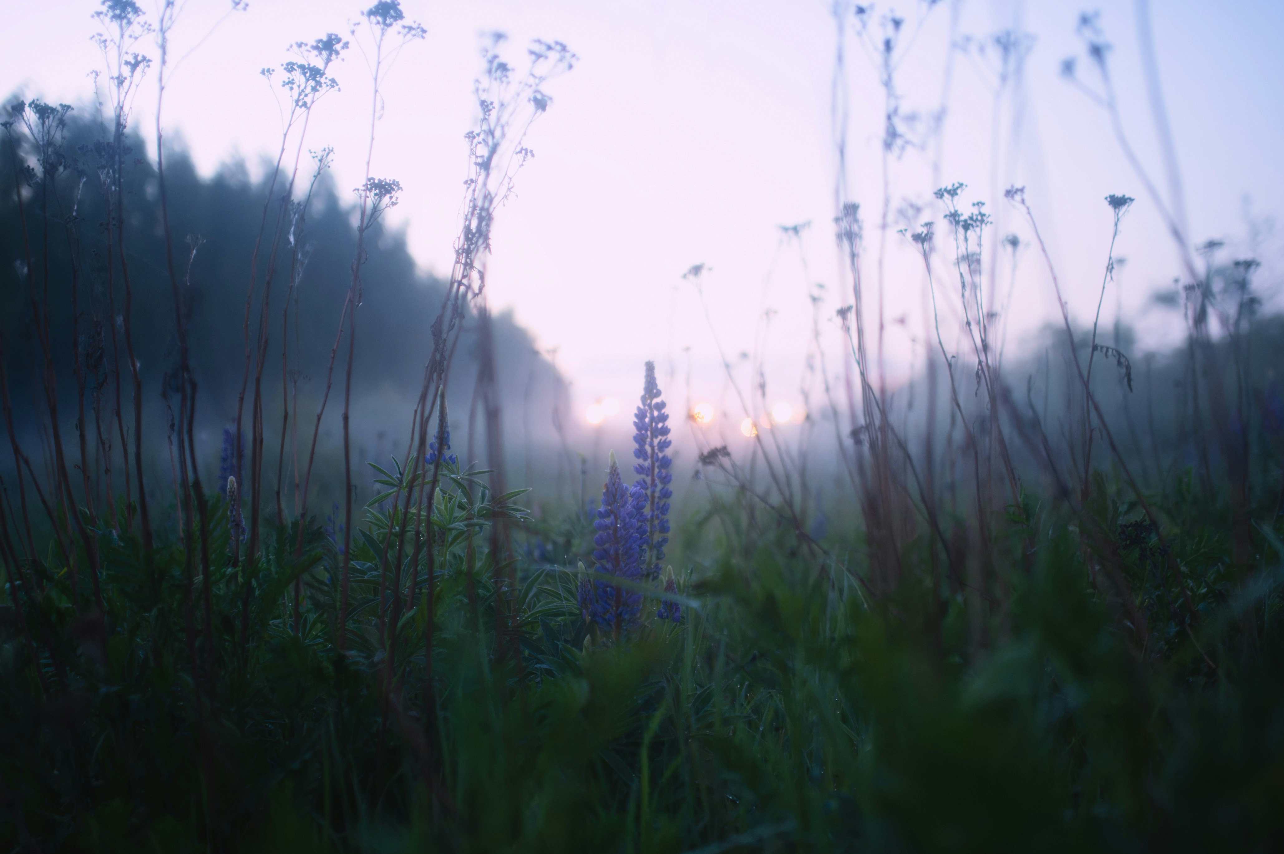 Dawn Veil on a Violet Spike in a Misty Meadow