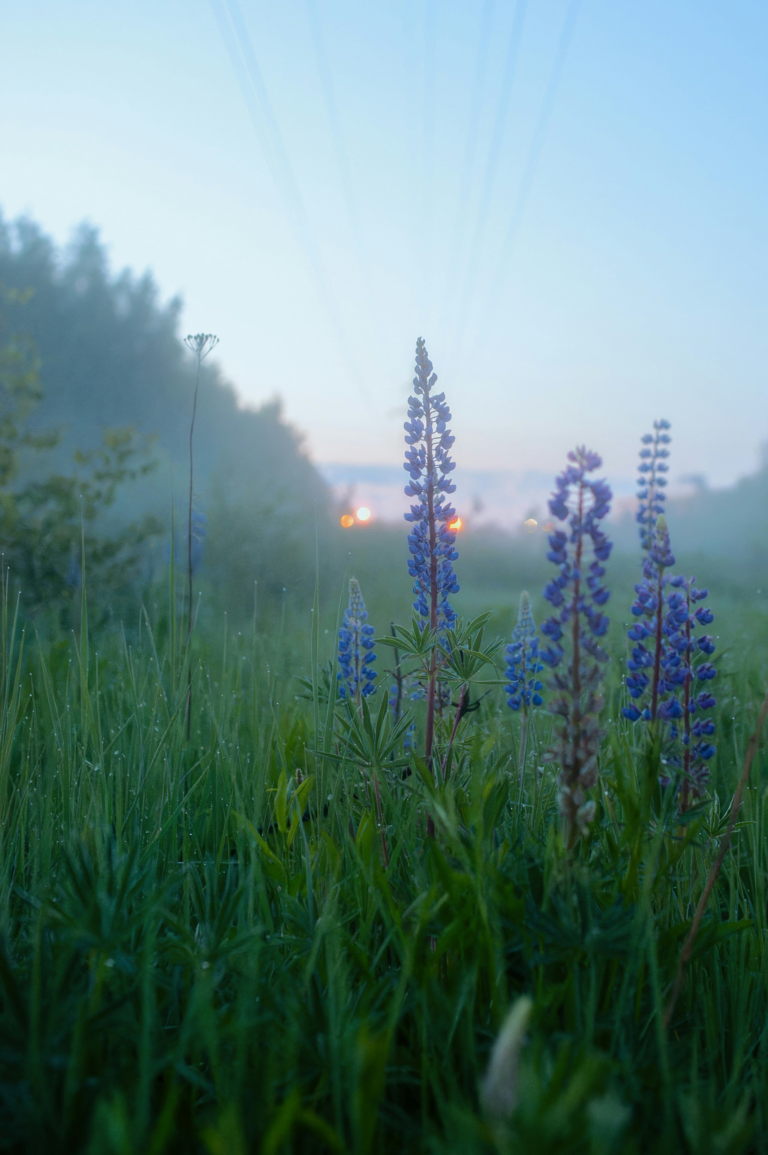 Dawn's Velvet Light Drapes a Field of Blue Lupines