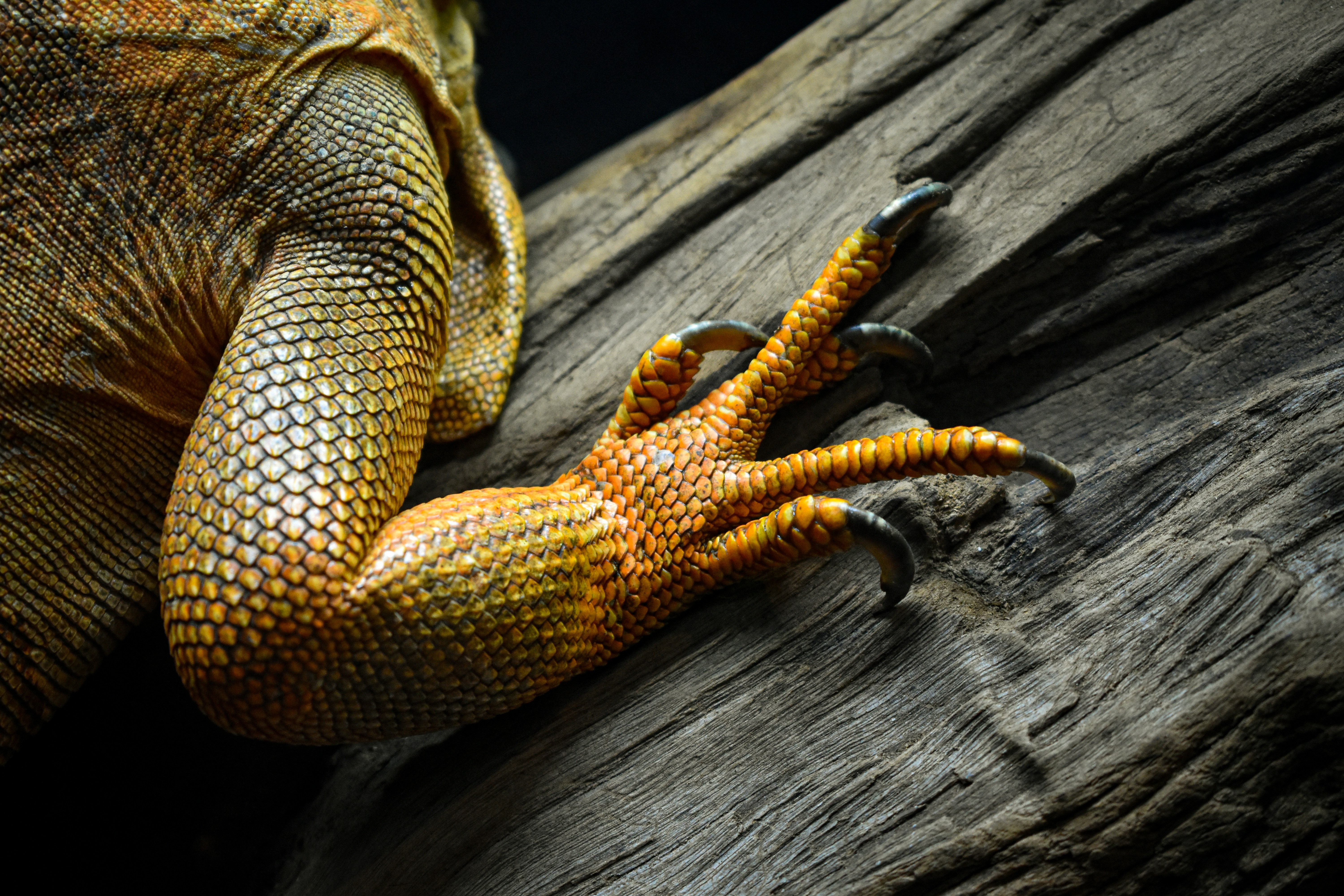 Amber-Toed Lizard Claw Grips Weathered Driftwood: a Macro Portrait