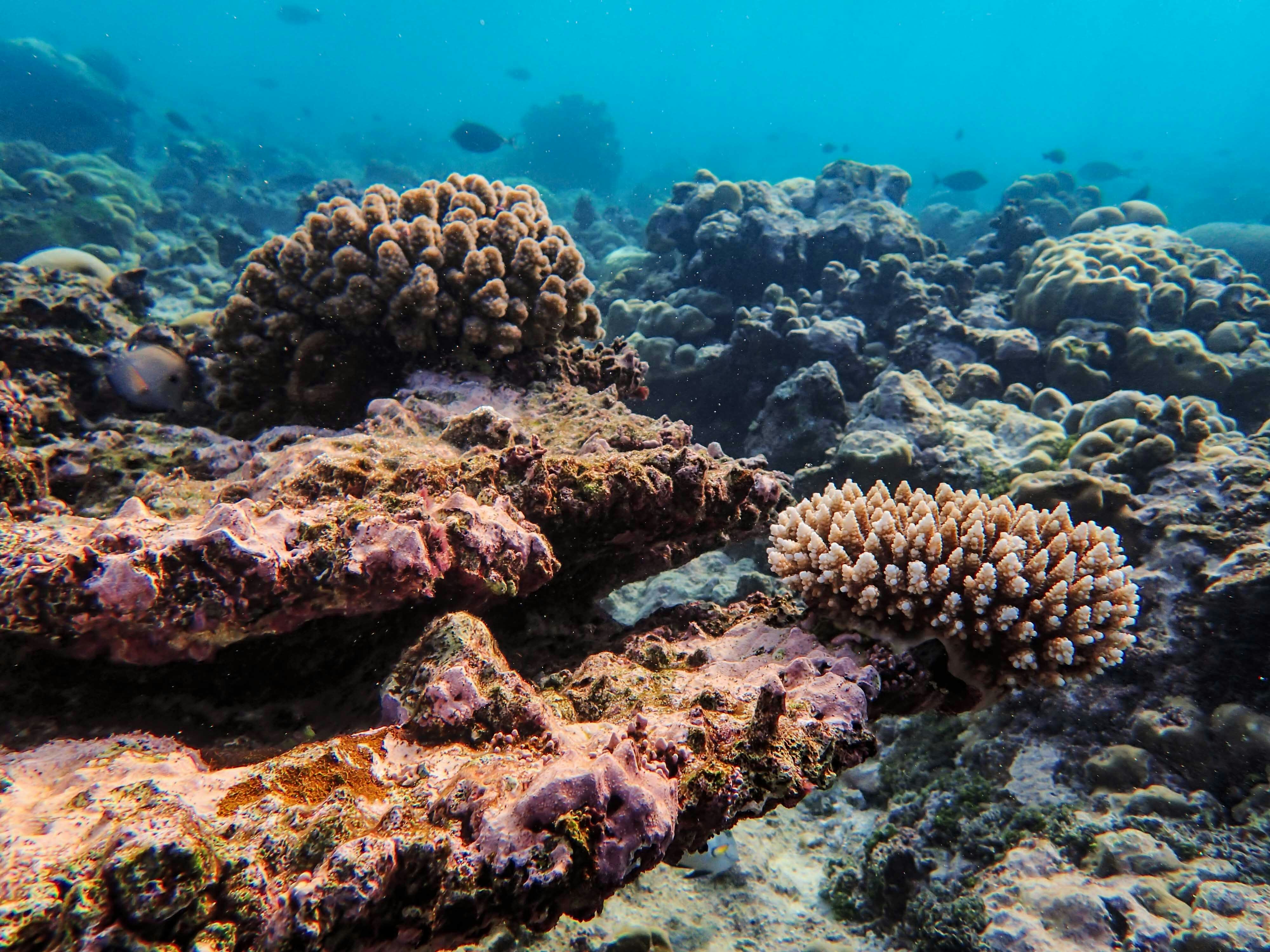 A large group of corals on a coral reef photo – Free Nature Image on ...