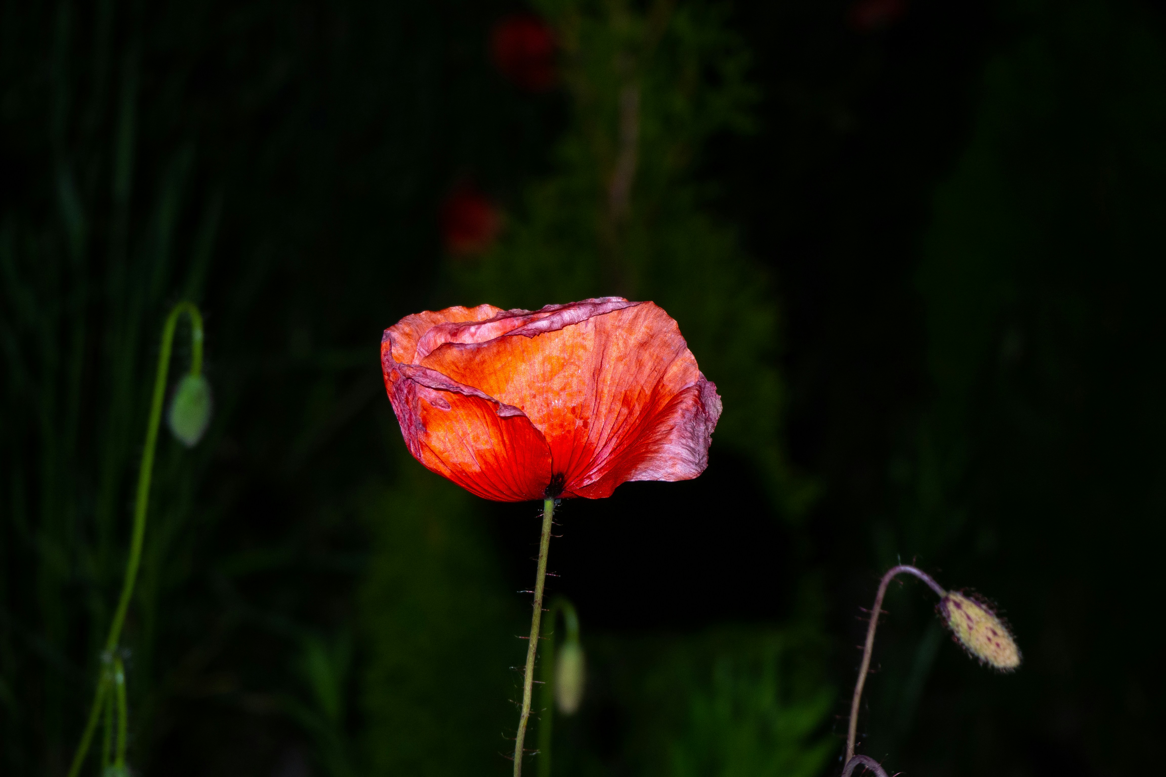Crimson Poppy Pierces the Velvet Night