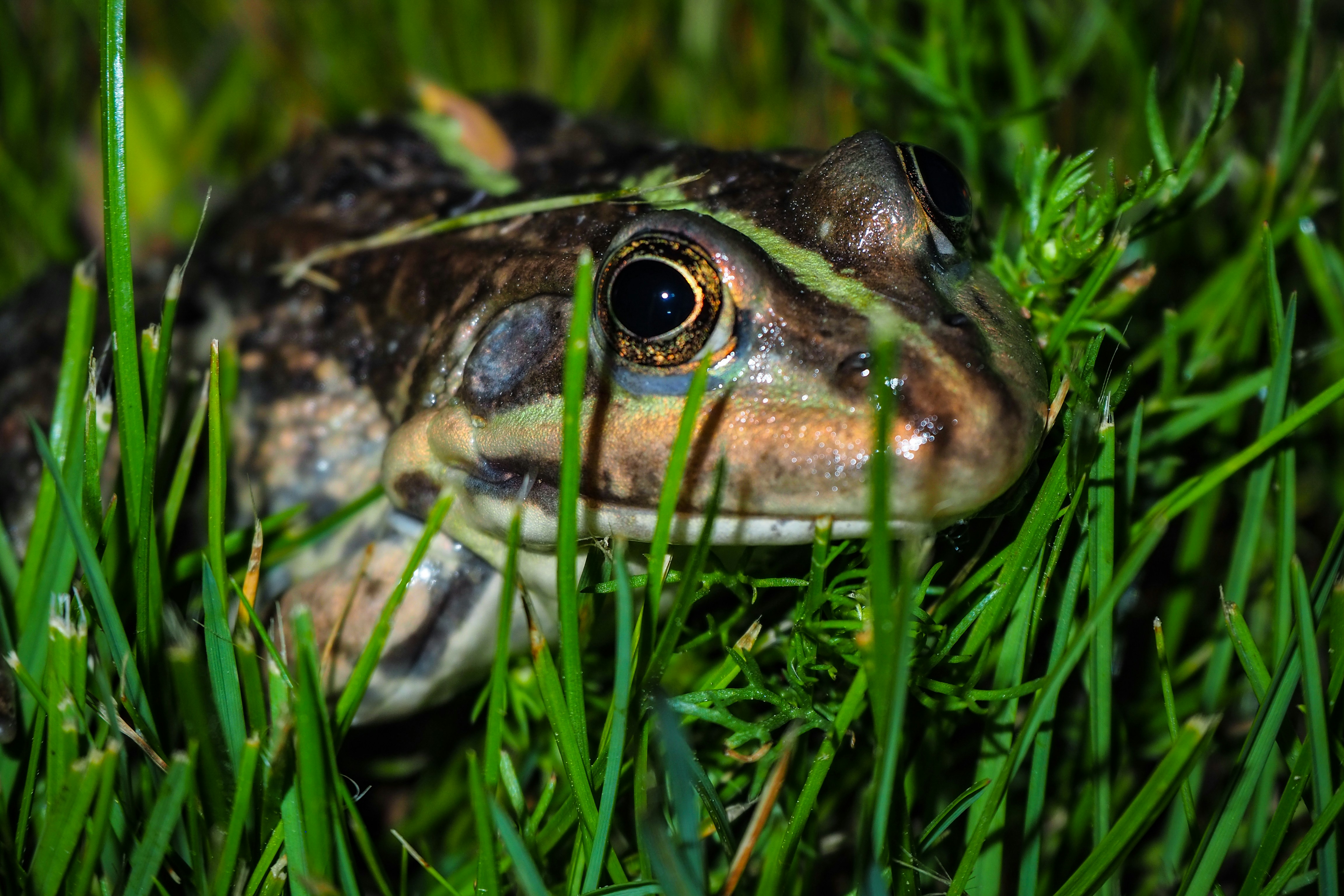 A close up of a frog in the grass photo – Free Poland Image on Unsplash