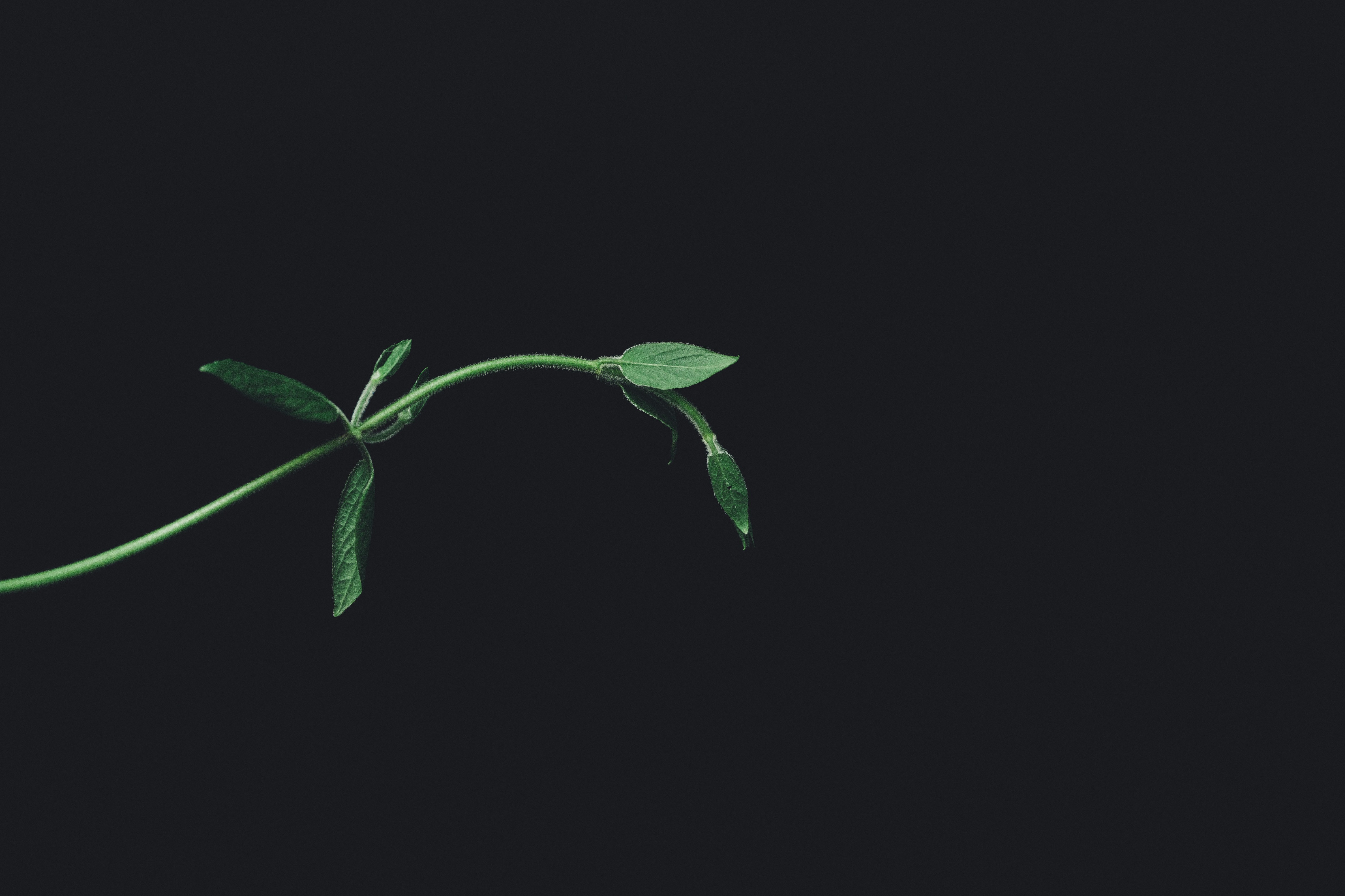 A single green plant sprouting from a stem photo – Free Plant Image on ...