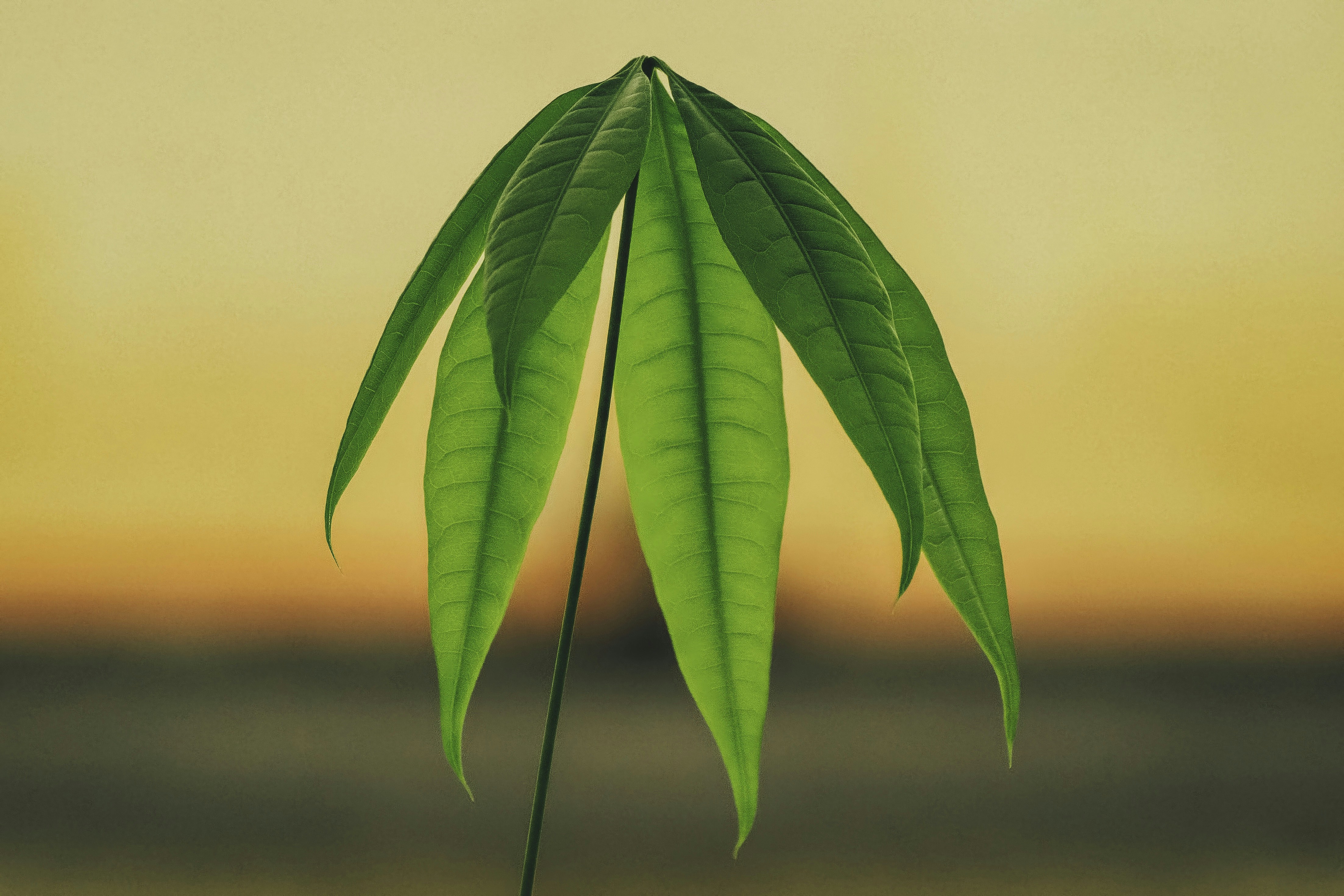 Close-up photograph of a slender stem with green leaves against a warm, blurred sunset background.