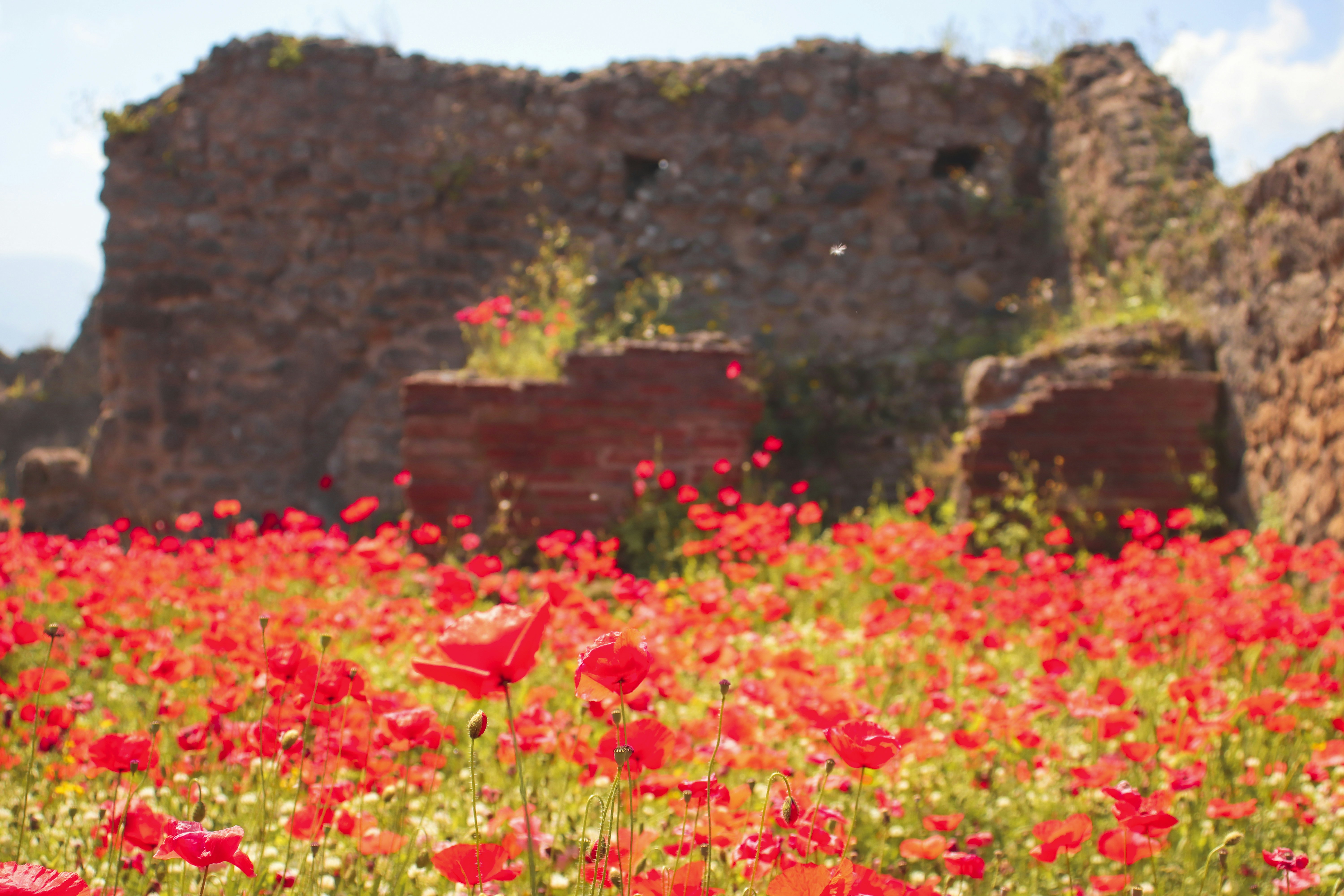 Crimson Poppies Against Timeworn Walls