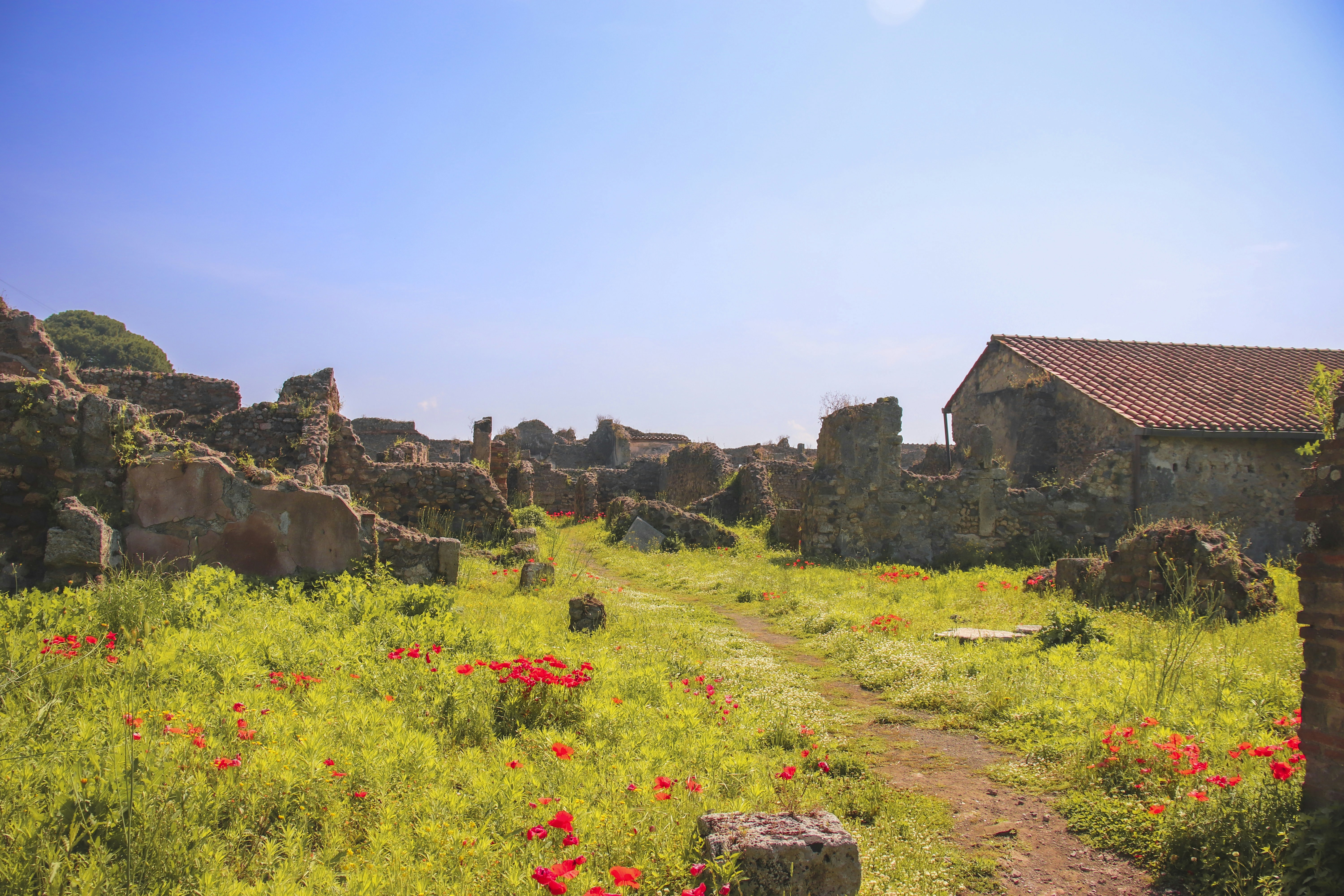 Poppies at the Edge of Time: Sunlit Ruins Amid a Grassland Path