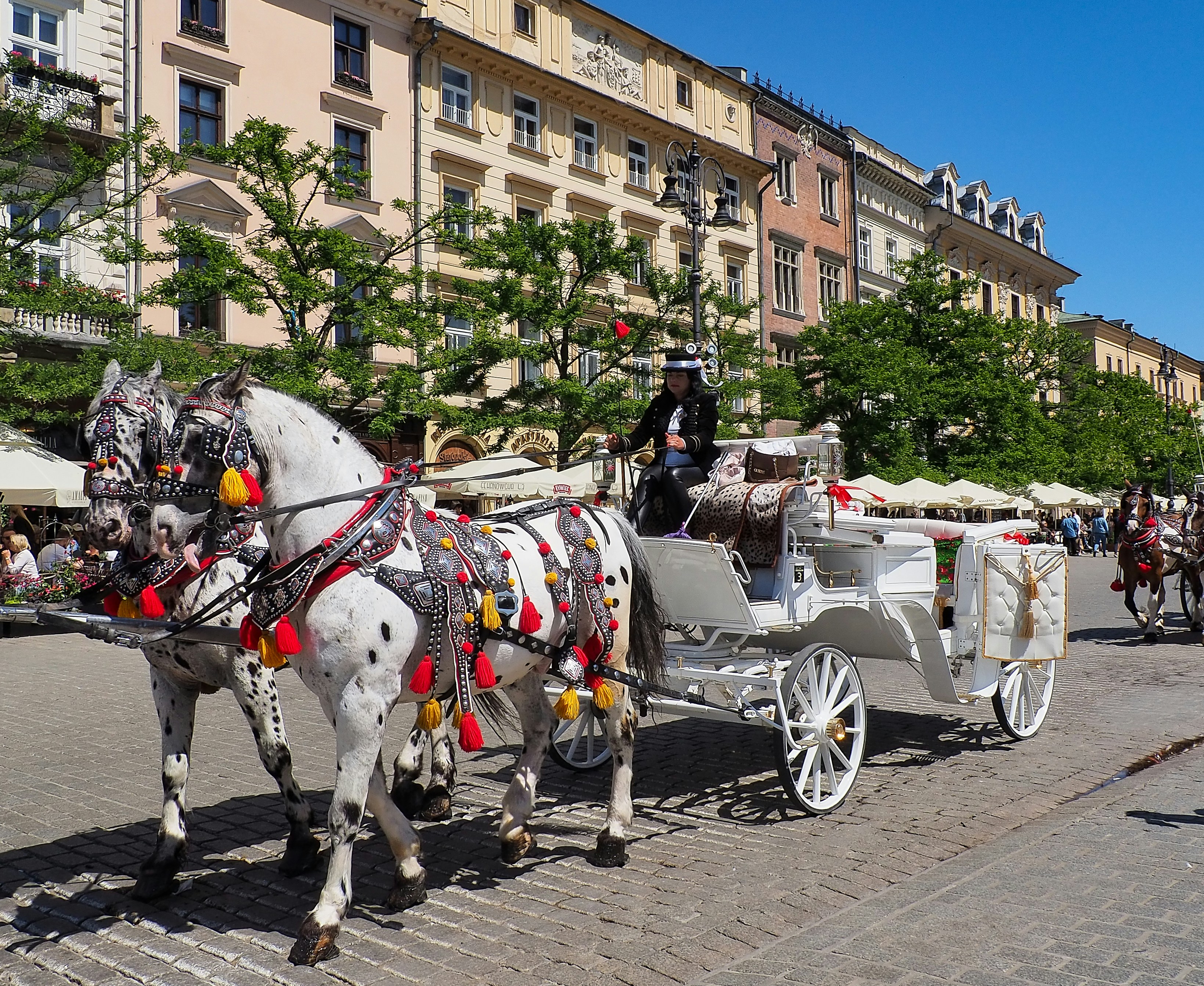 White horse-drawn carriage with garlanded gray and white horses leads through a sunny European square, backed by pastel façades and cafe umbrellas.