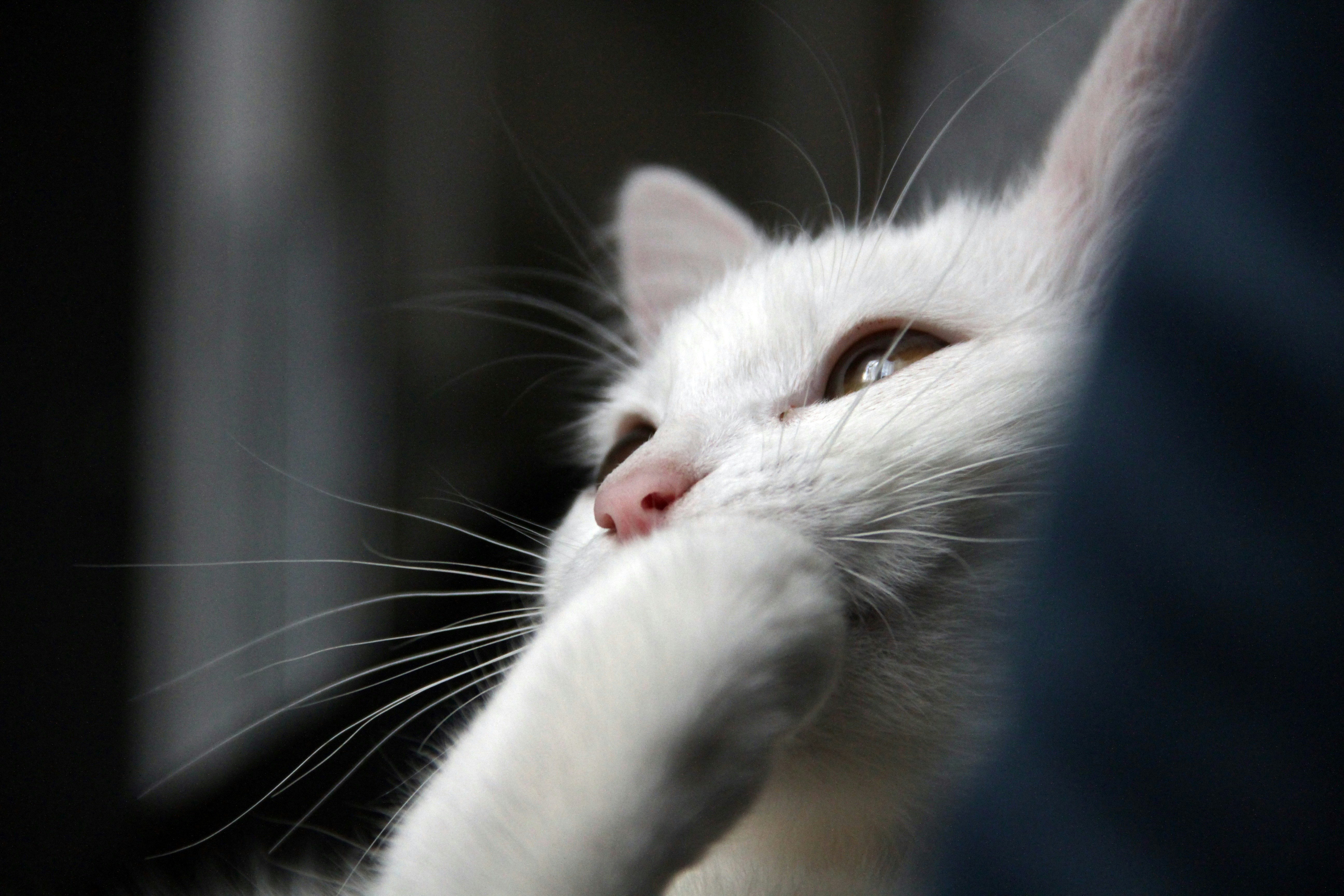 A close up of a white cat with a person photo – Free Cat Image on Unsplash
