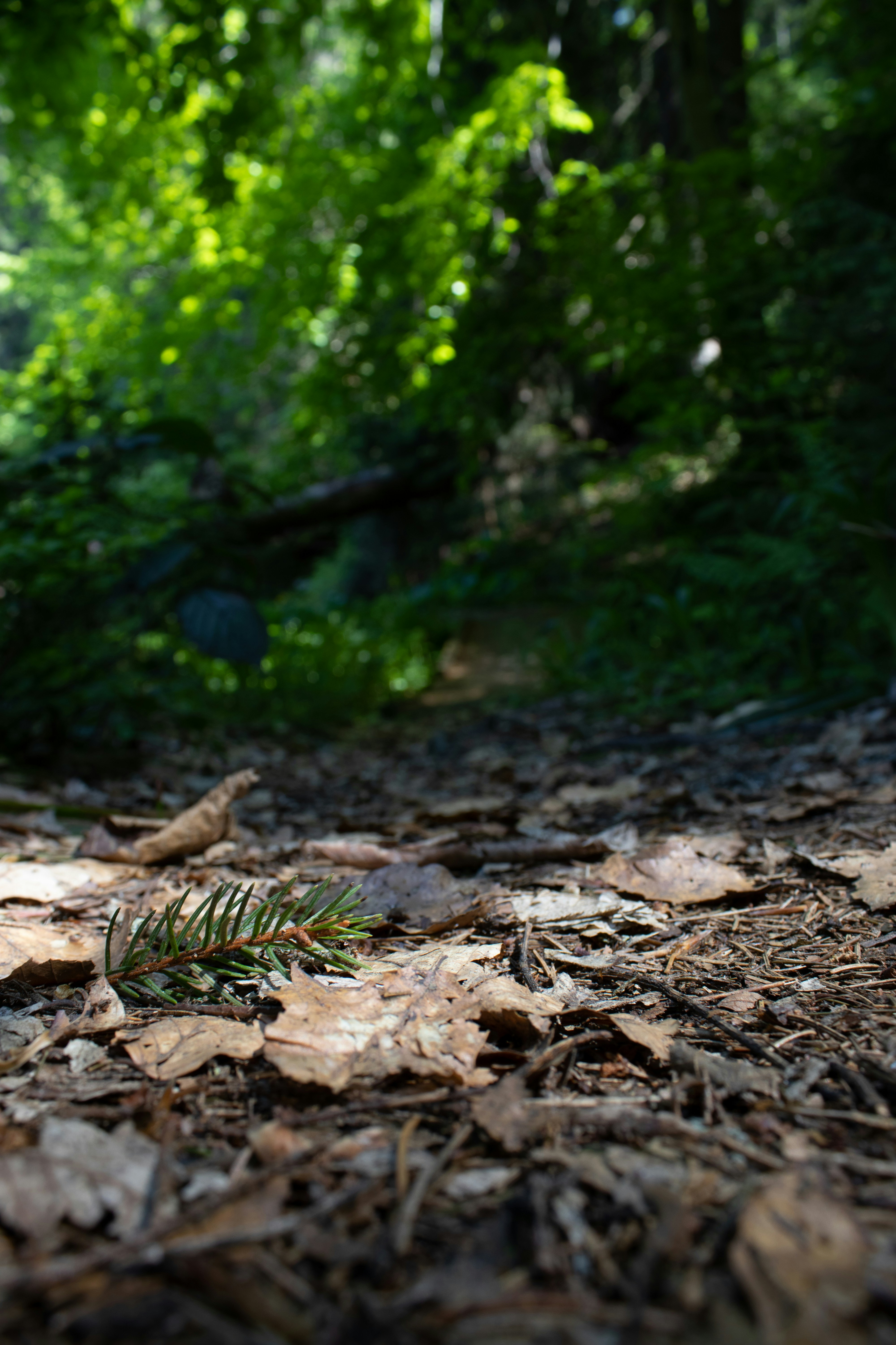 One Pine Needle in Focus on a Leaf-Littered Forest Floor