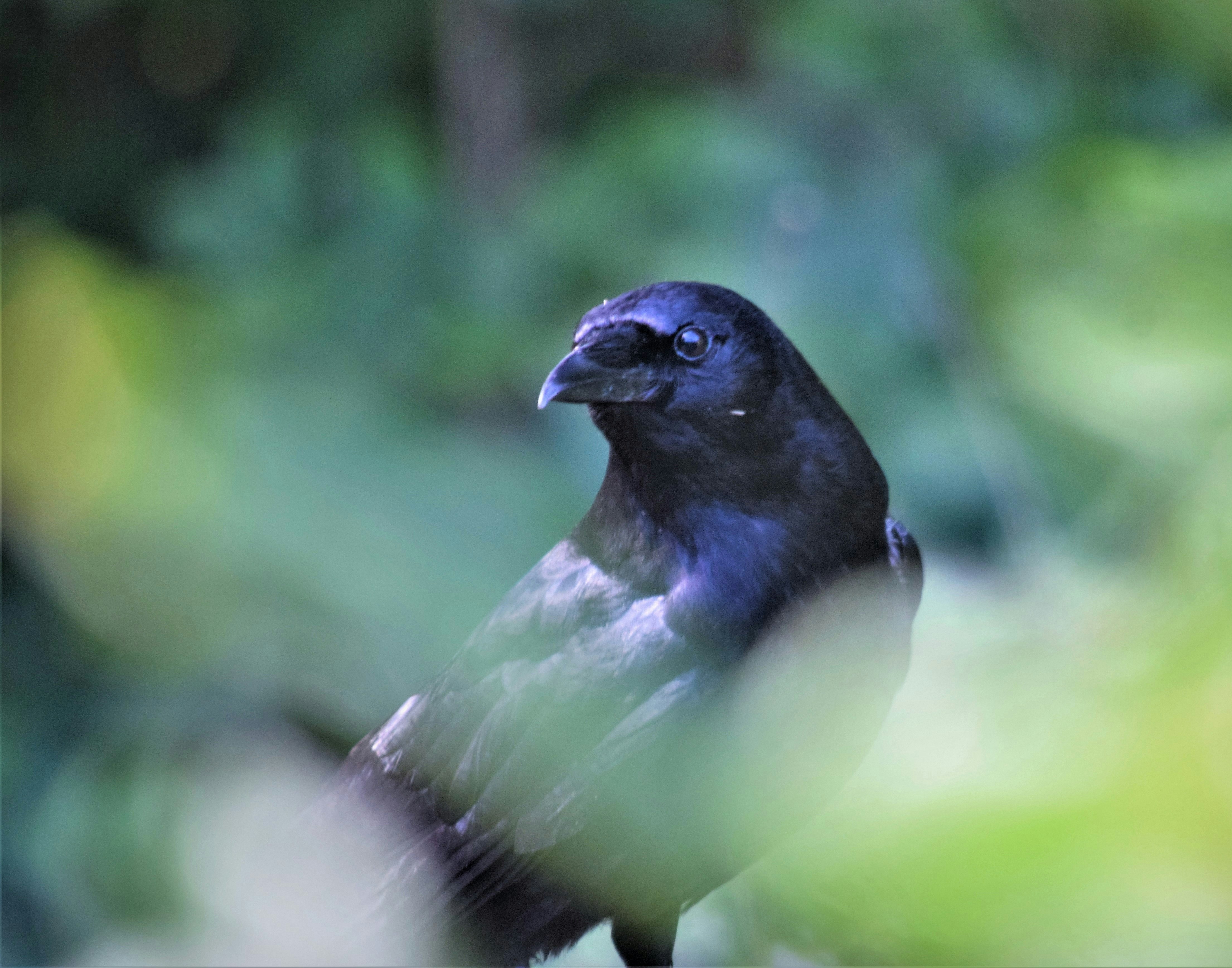 Veiled Gaze: A Crow Pausing Among Quiet Foliage