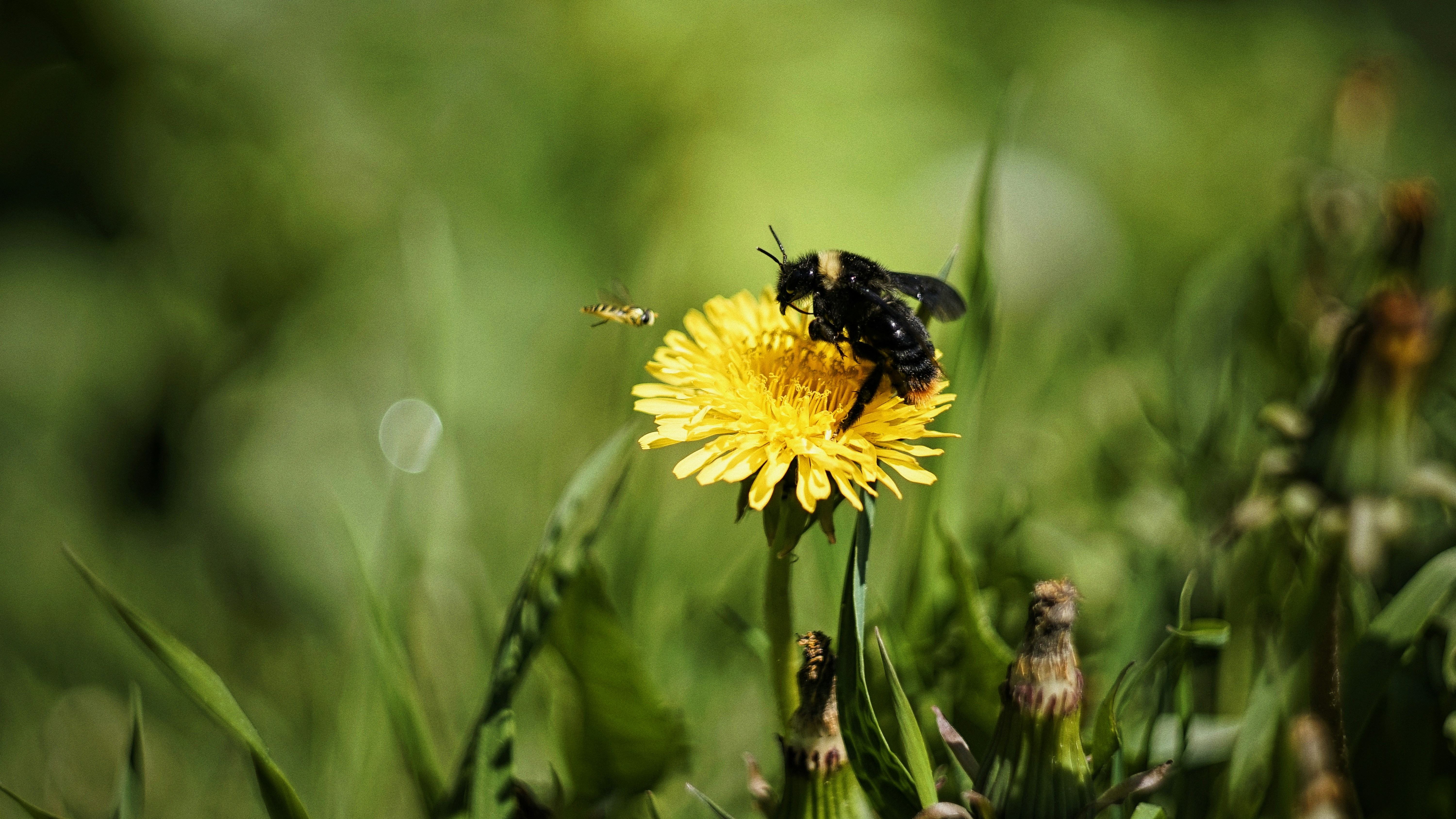 Hovering Encounter: A Black Bee on a Sunlit Dandelion
