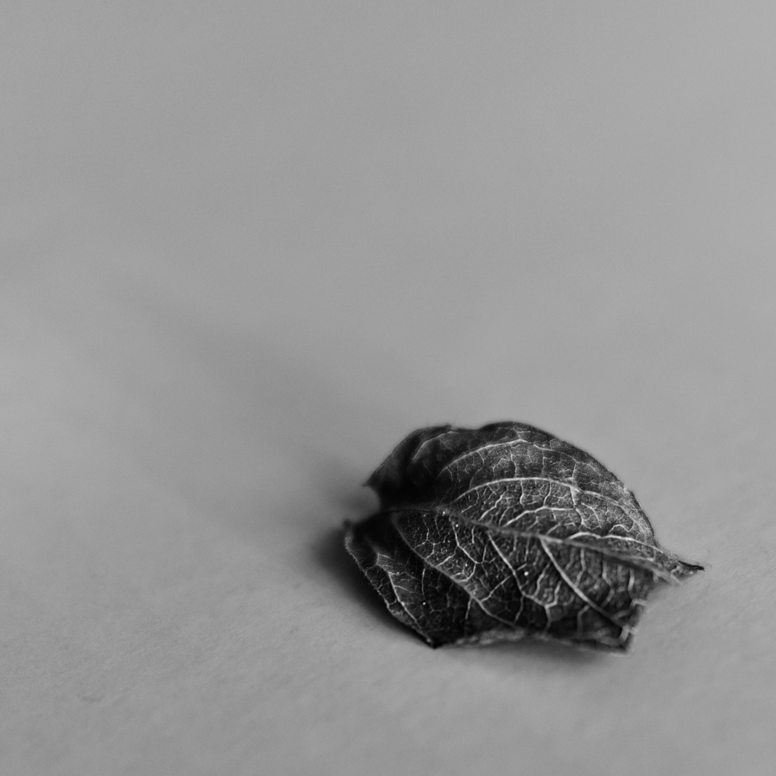 Monochrome Venation: a solitary leaf on a pale plane