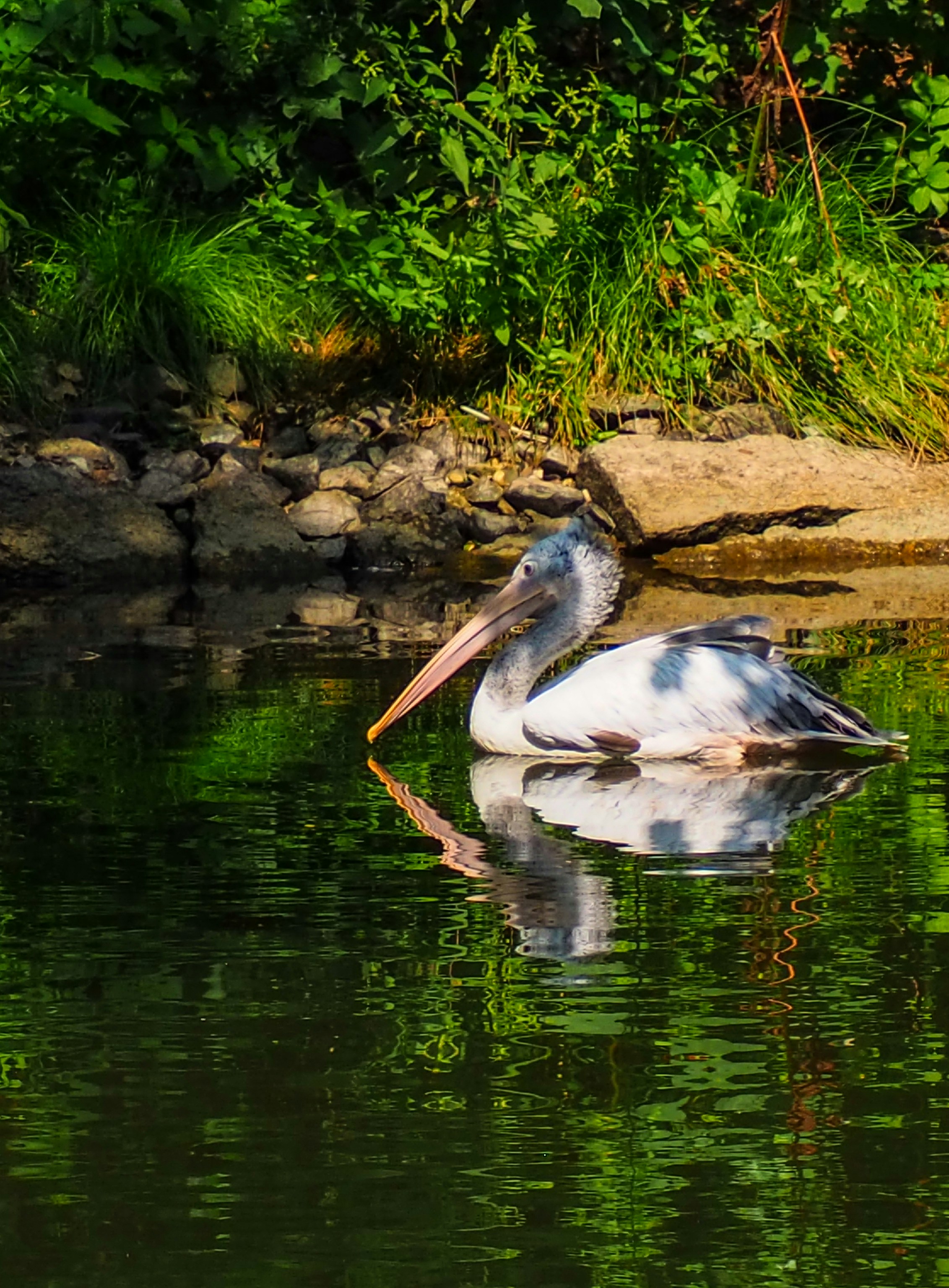 Mirror of the River: A Pelican's Quiet Vigil