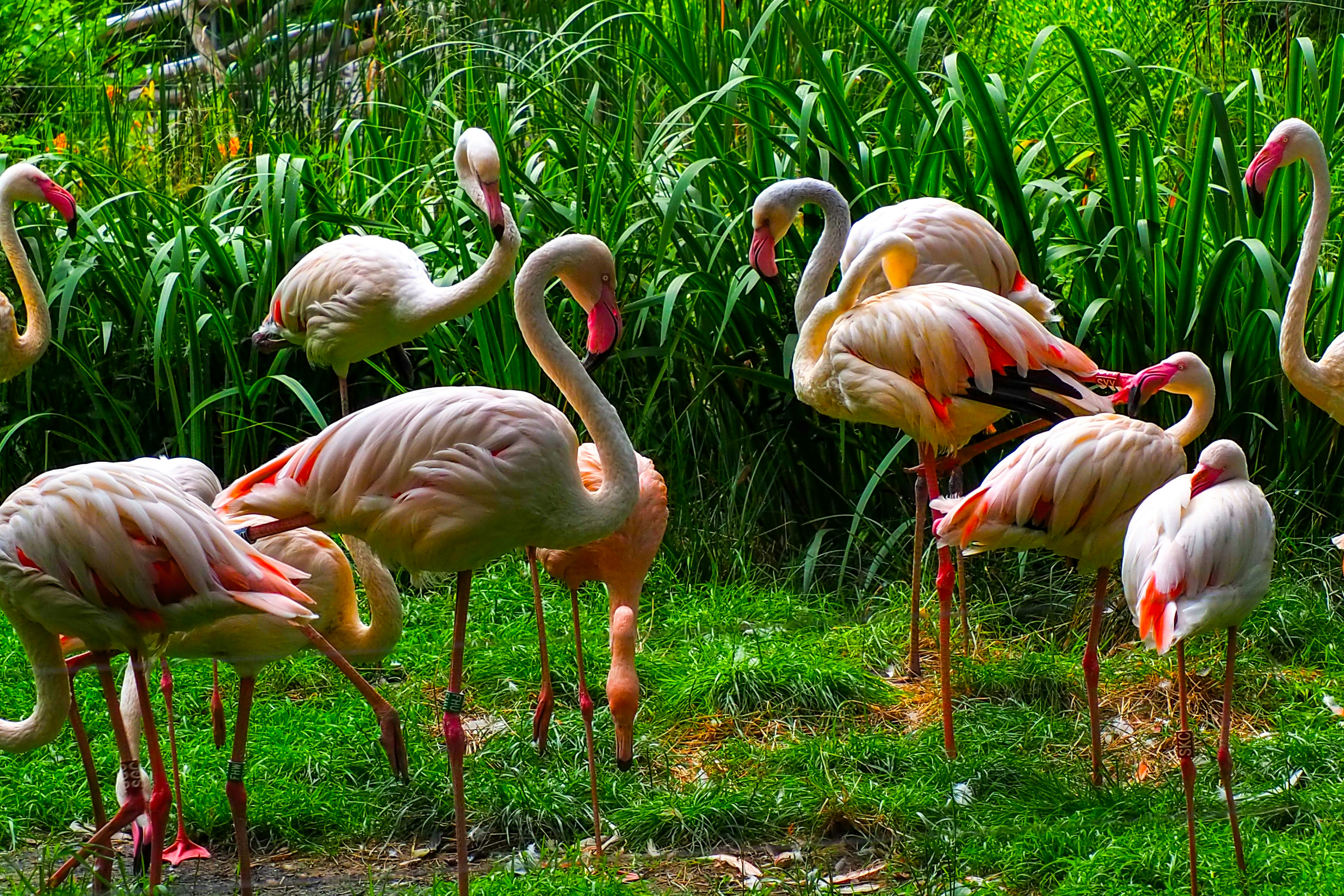 Group of flamingos standing on lush green grass surrounded by tall foliage.