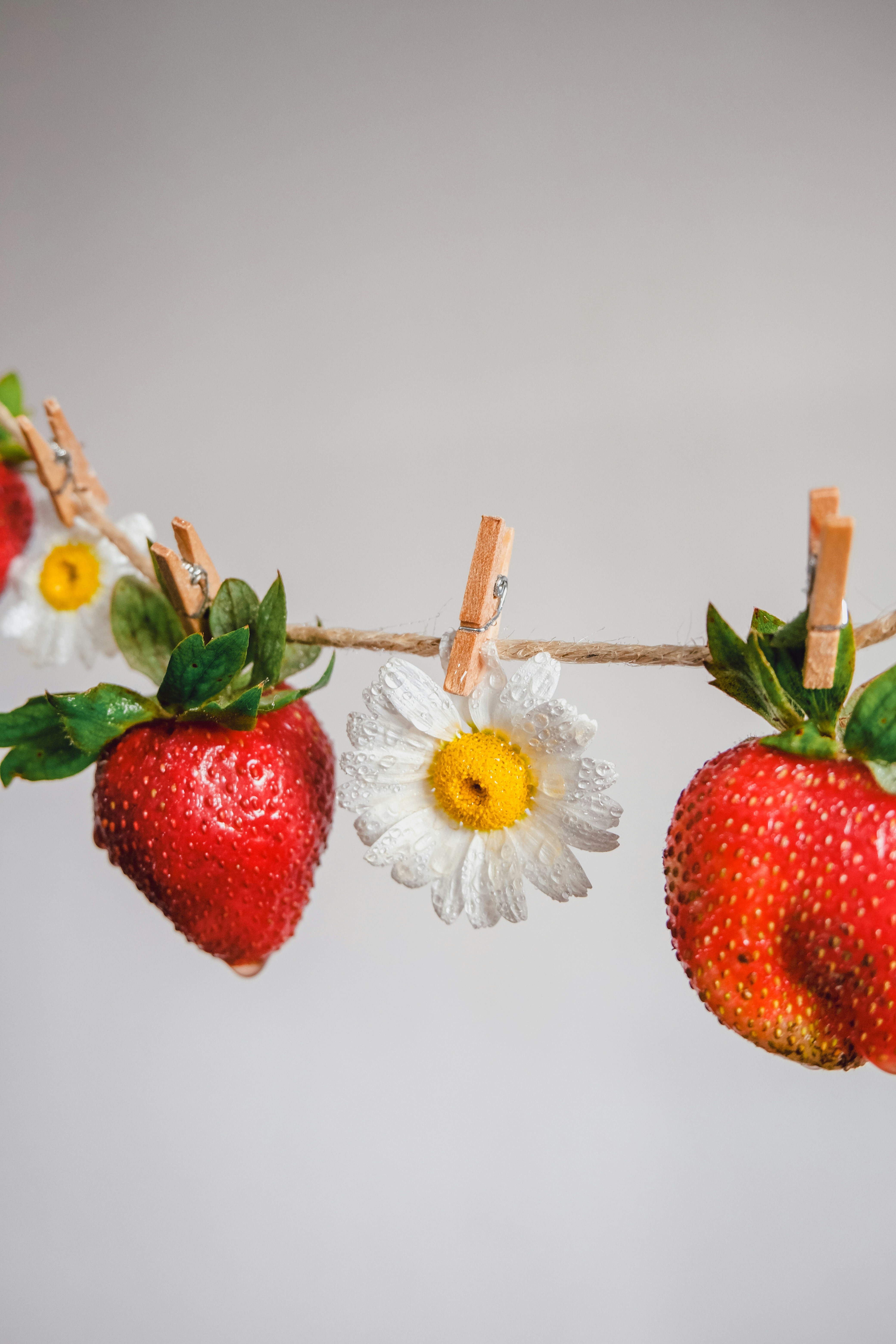 Clothesline Trio: Strawberries Framing a White Daisy