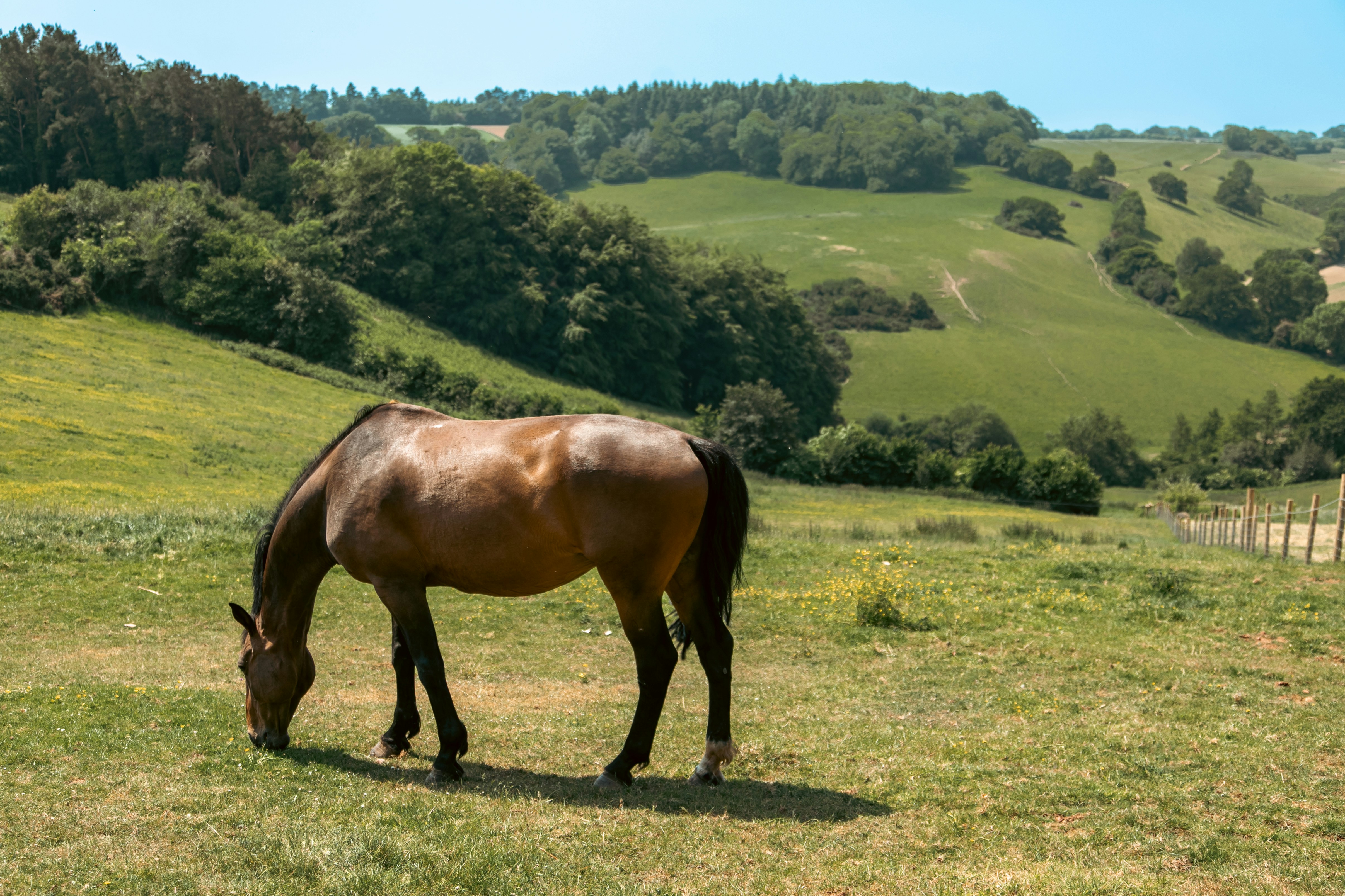 Solitary Grazing in a Sunlit Pasture Beneath Rolling Green Hills