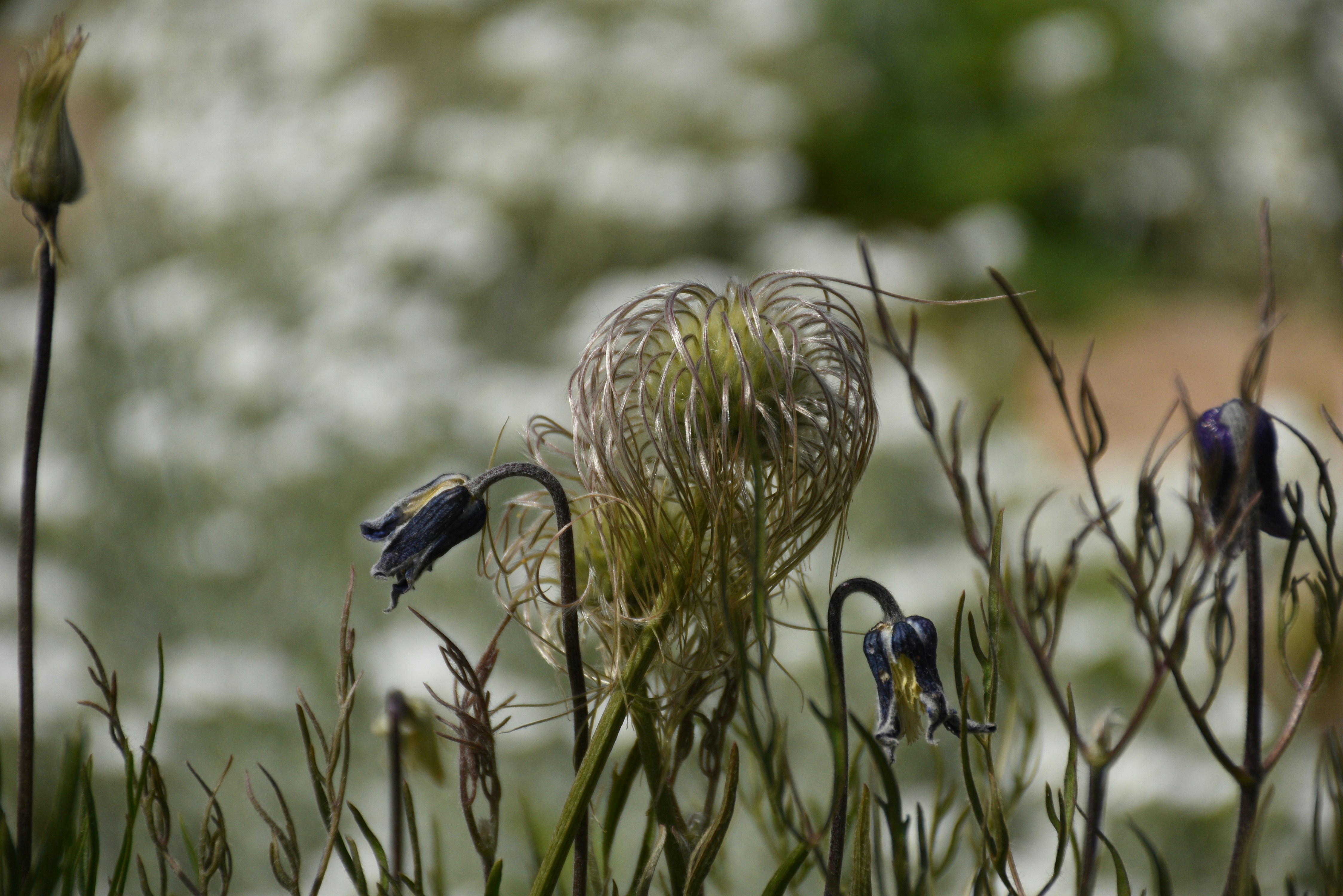 Curling Seed Heads Against a Quiet Meadow Blur