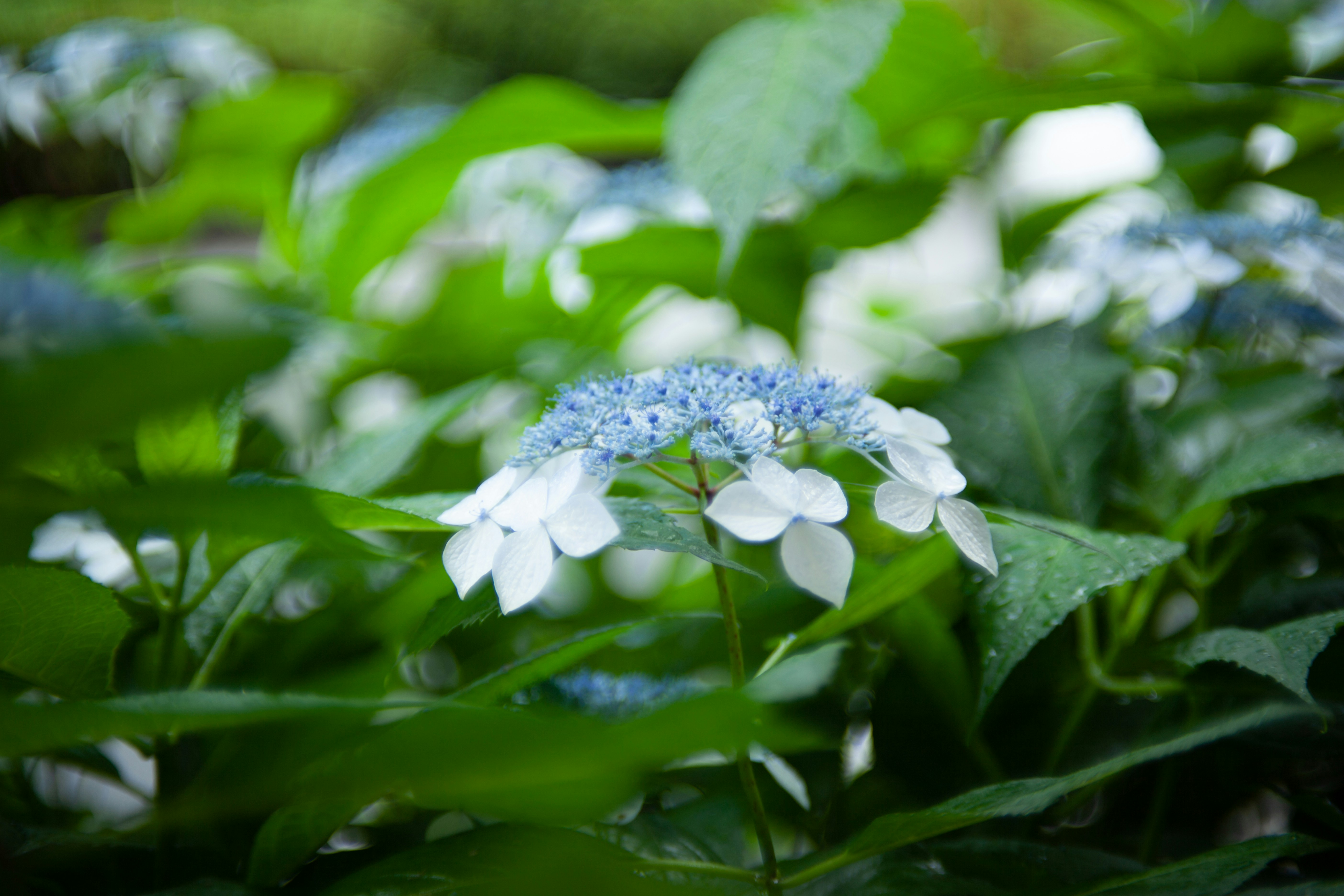 Azure Hydrangea in a Quiet Green Veil