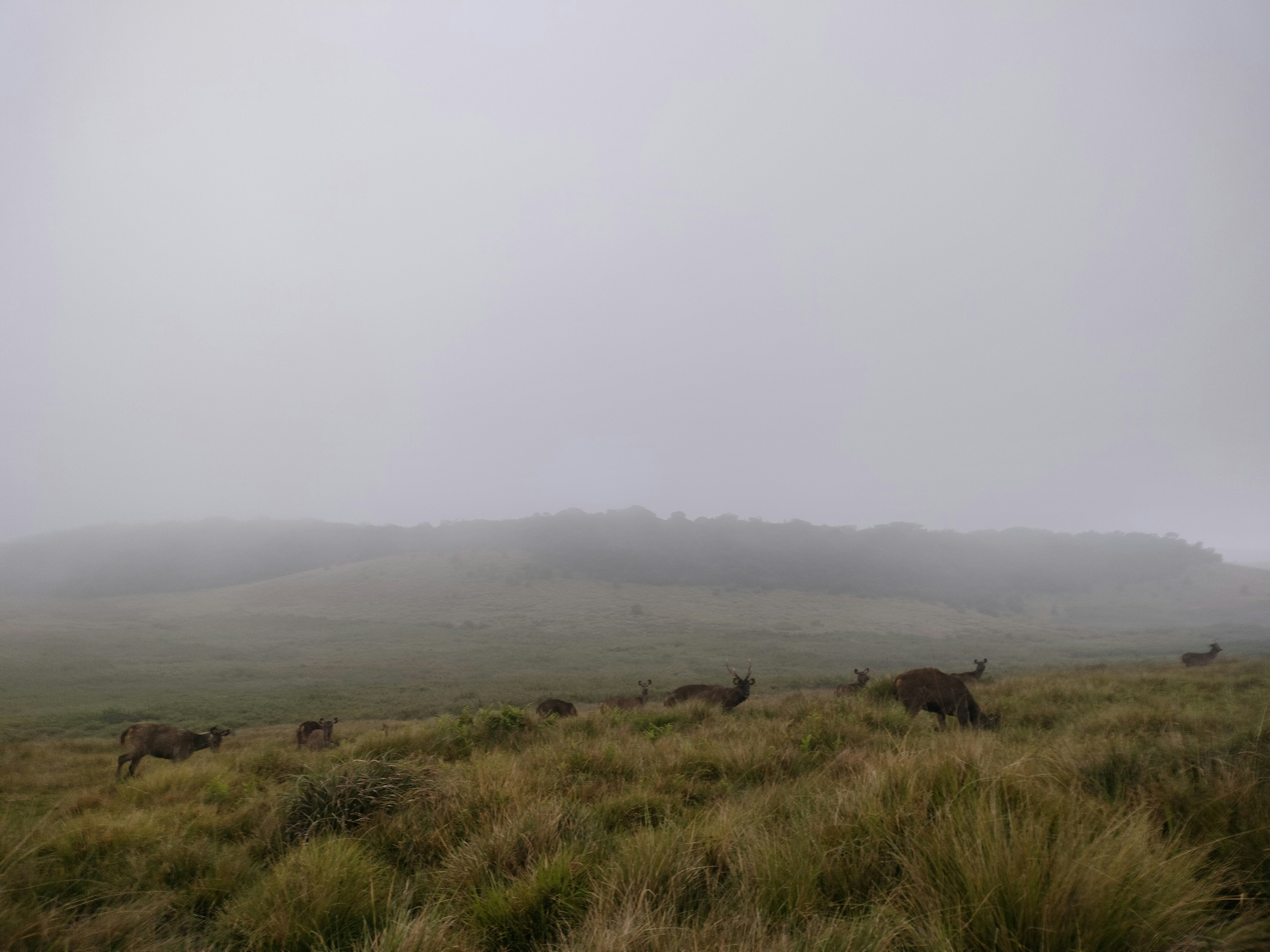 Elk standing in the misty forest at Horton plains