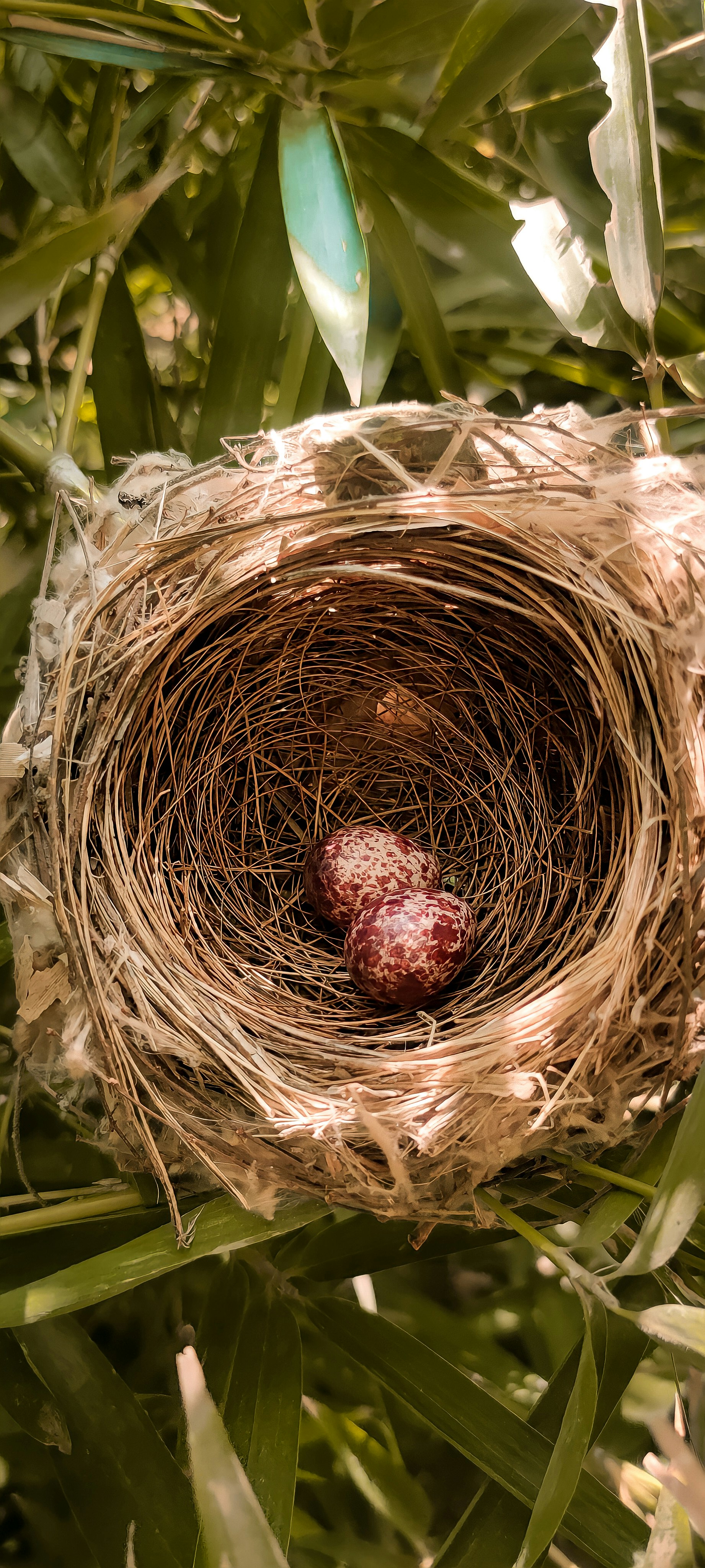 Foto Un nido de pájaro con dos huevos en un árbol – Imagen Nido gratis ...