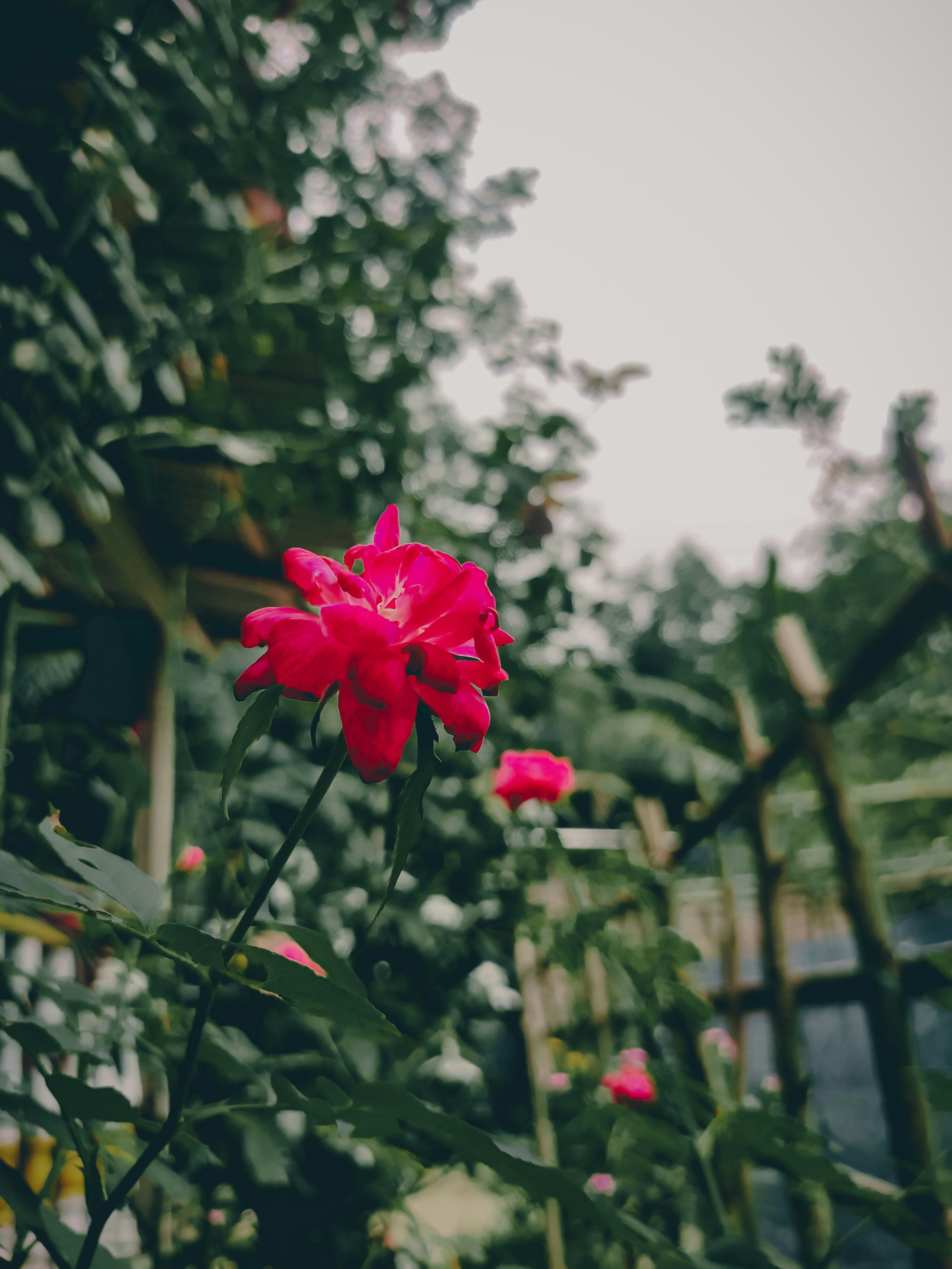 Crimson Bloom in Soft Focus: A Garden's Quiet Spotlight