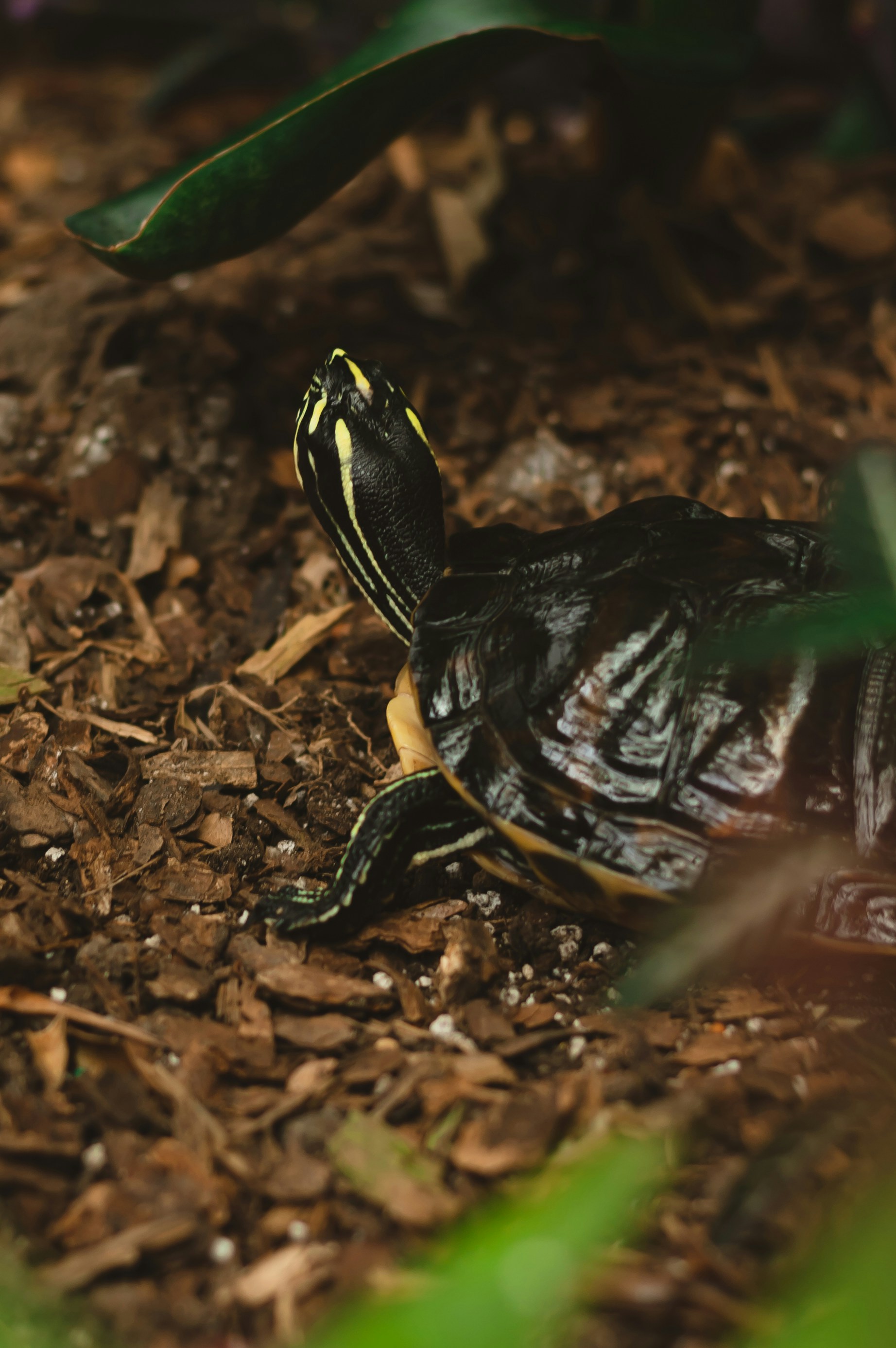 Hidden Racer: A Baby Turtle Emerges in Twilight Understory