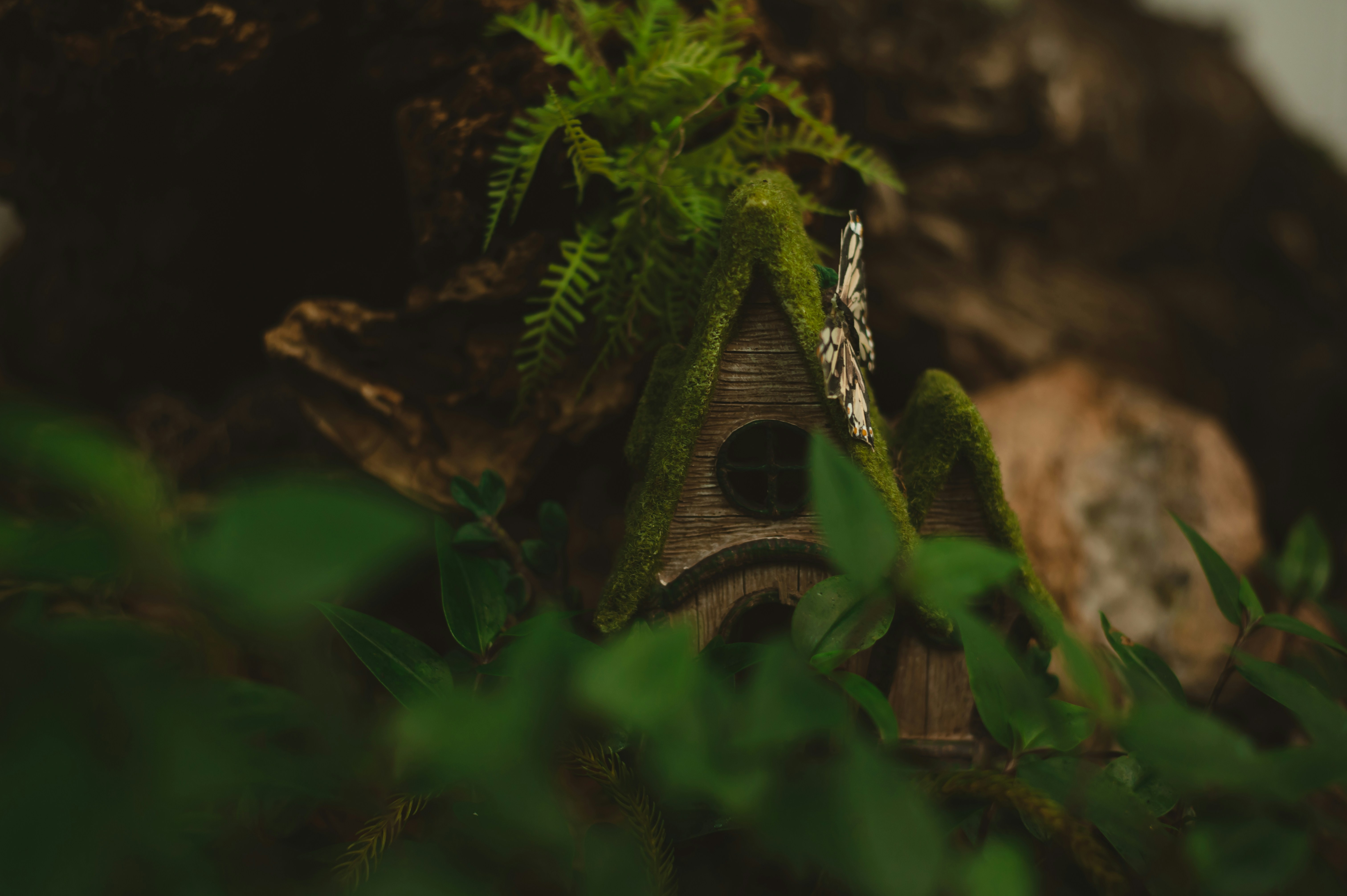 Hidden Moss-Hung Birdhouse Amid Velvet Ferns