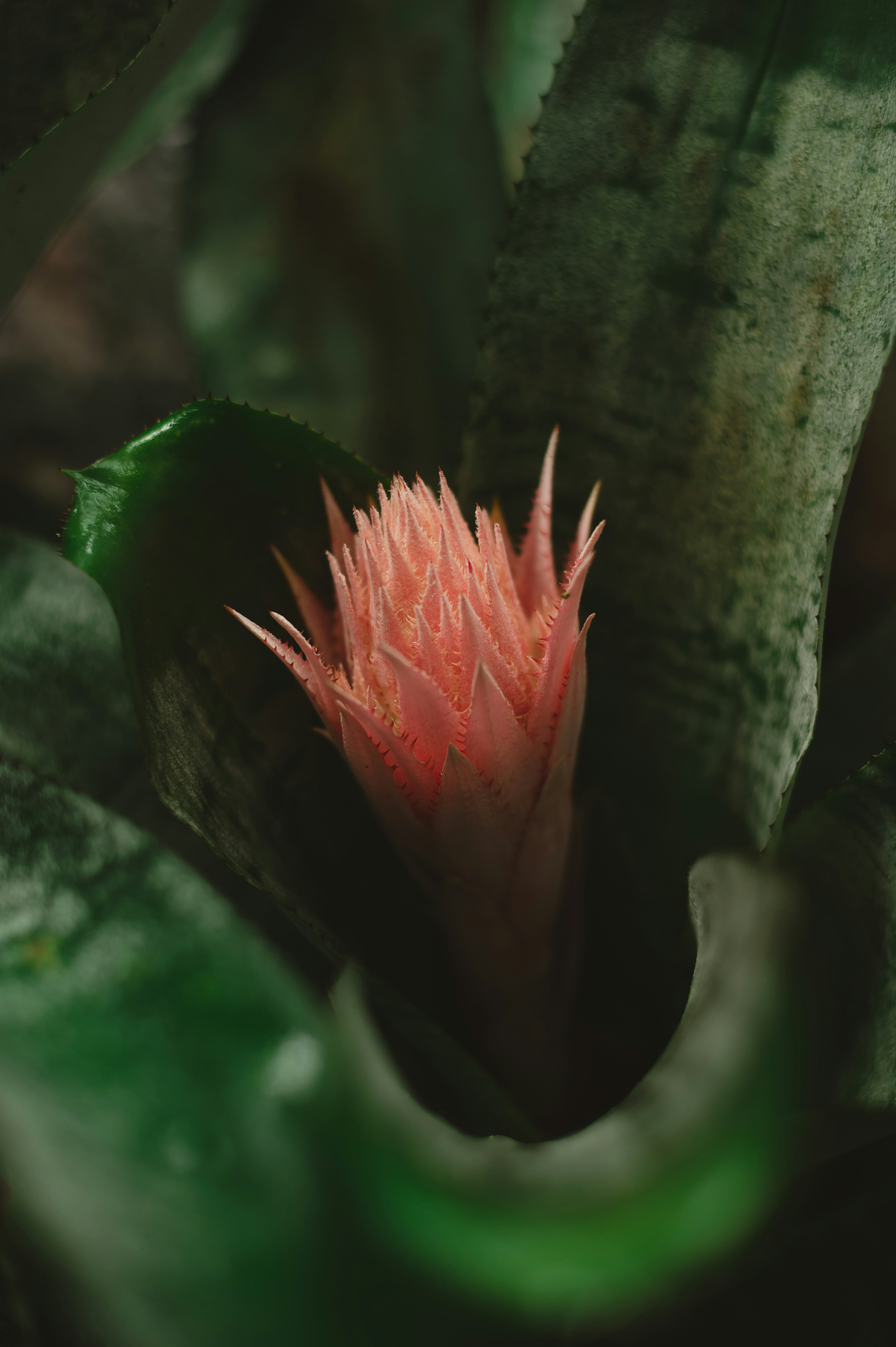 Coral Crown Emerging from a Verdant Nest
