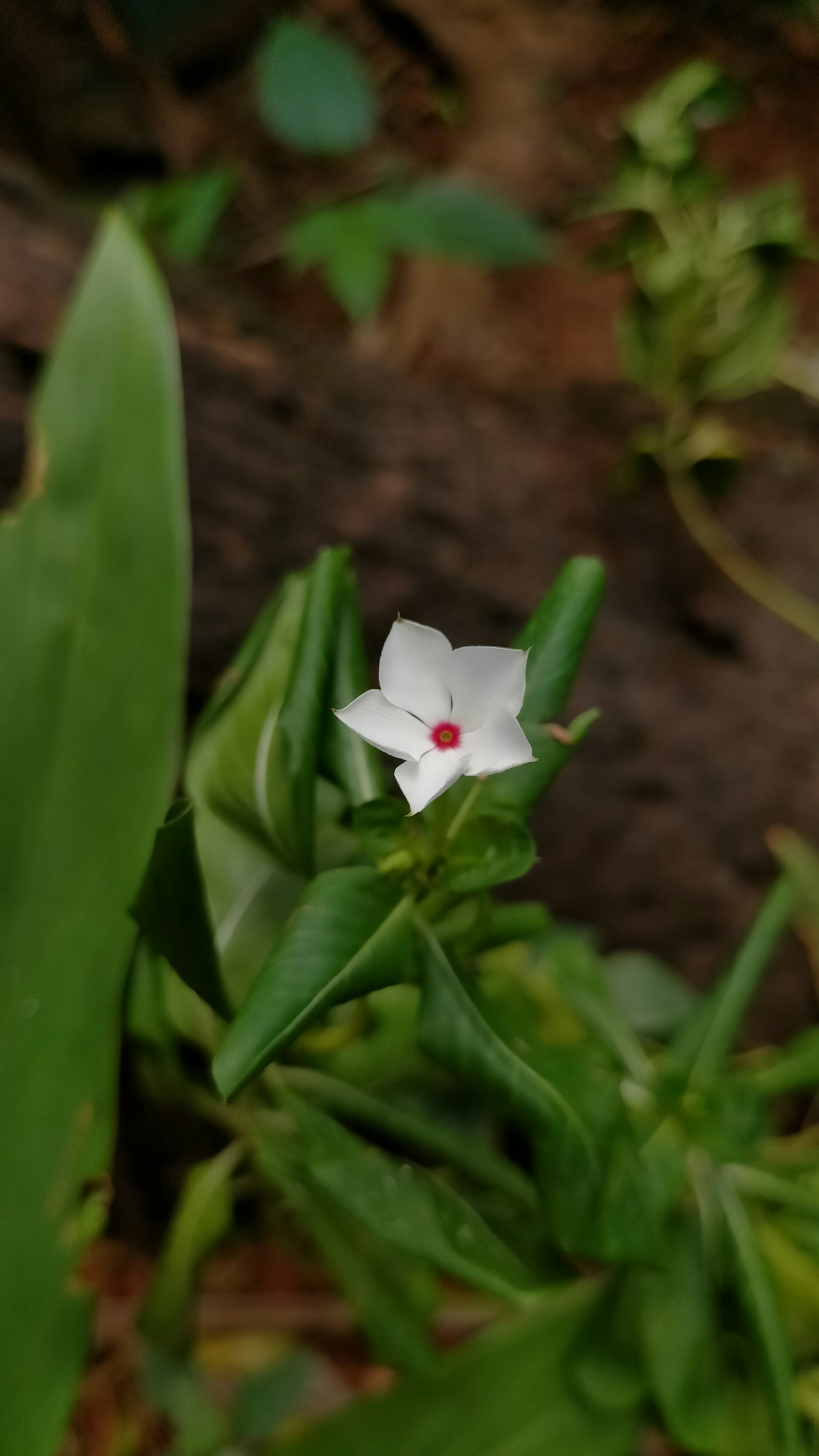 Sepalika Flower