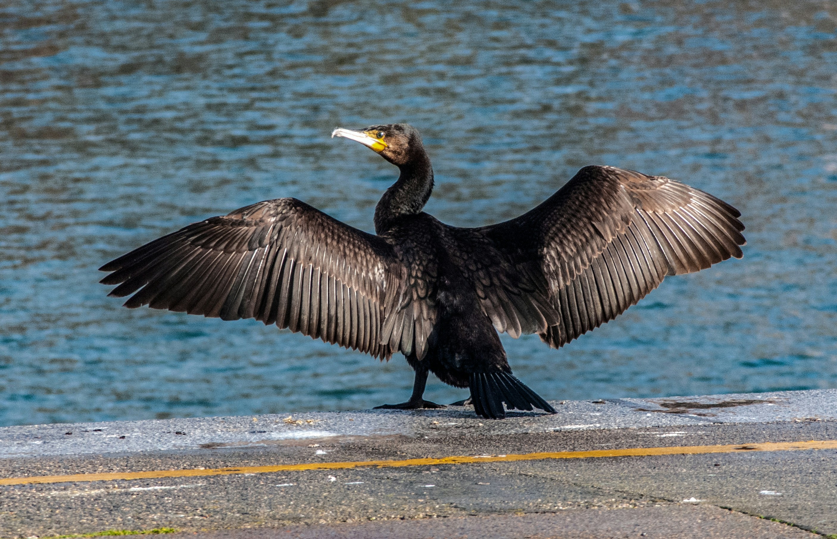 Cormorant with wings outstretched standing near a body of water.