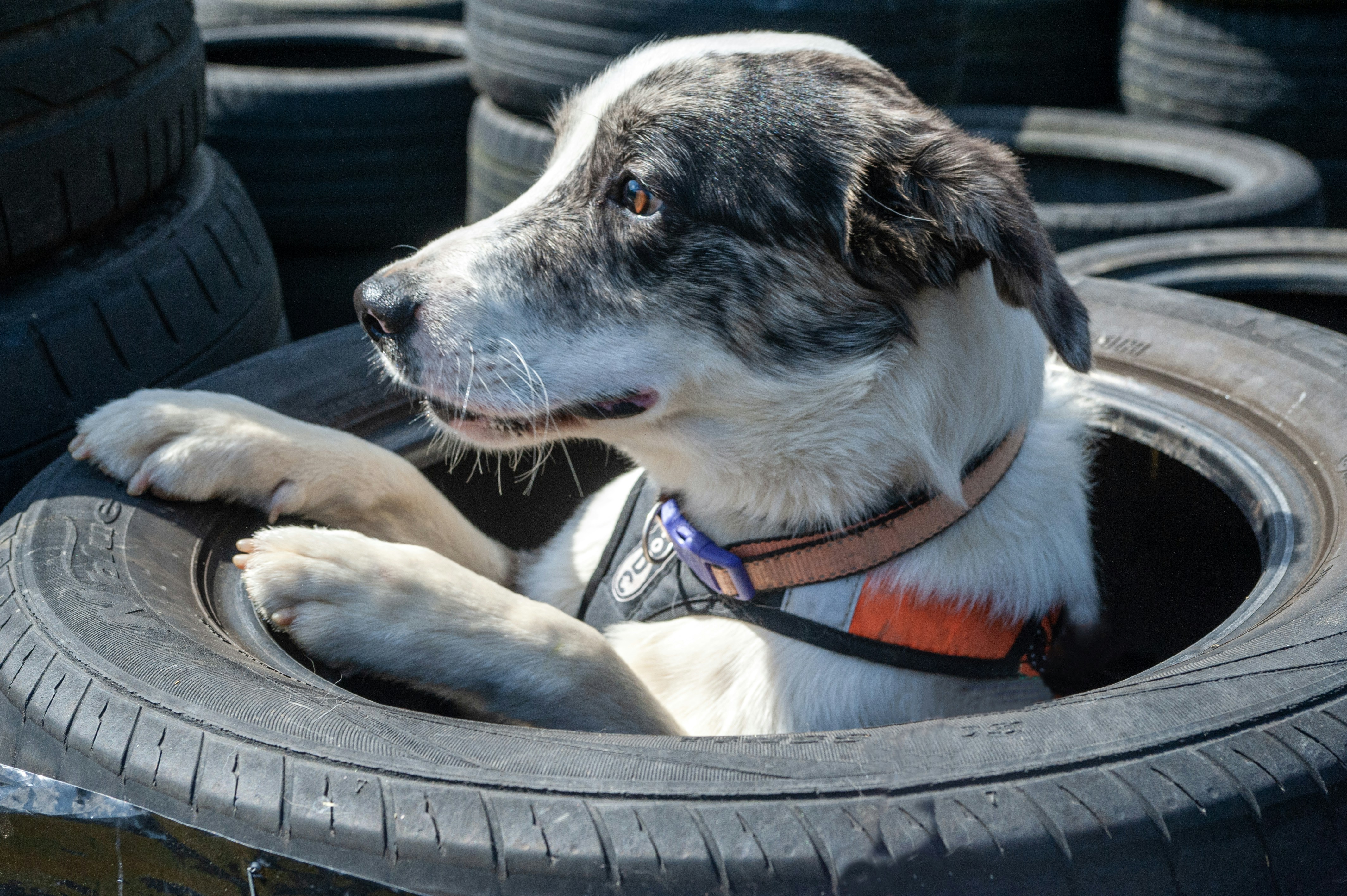 Curious Hound Among Recycled Tires