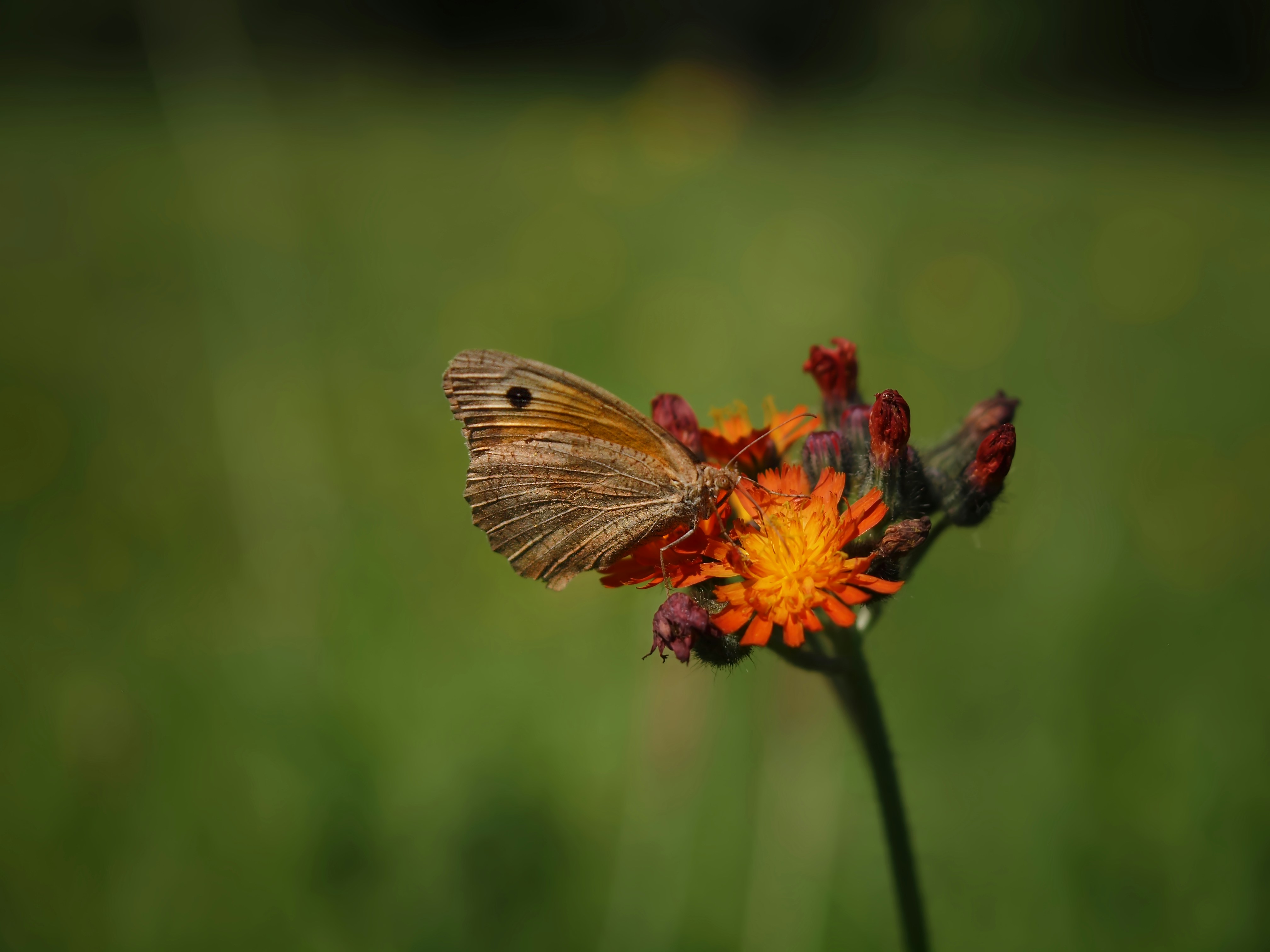 Foto Una pequeña mariposa marrón sentada encima de una flor – Imagen ...