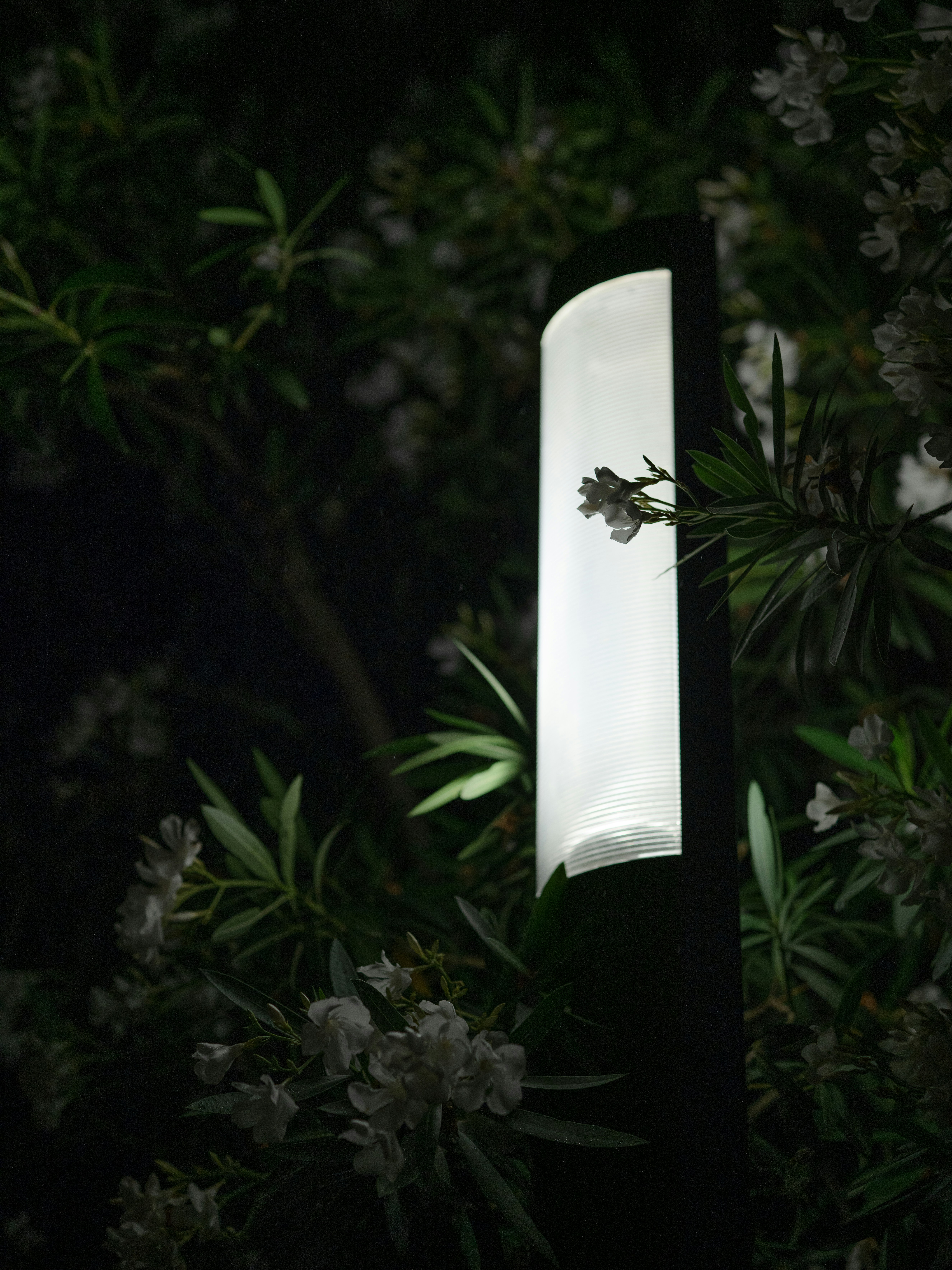 Luminous Pillar Framed by Night-Blooming Foliage