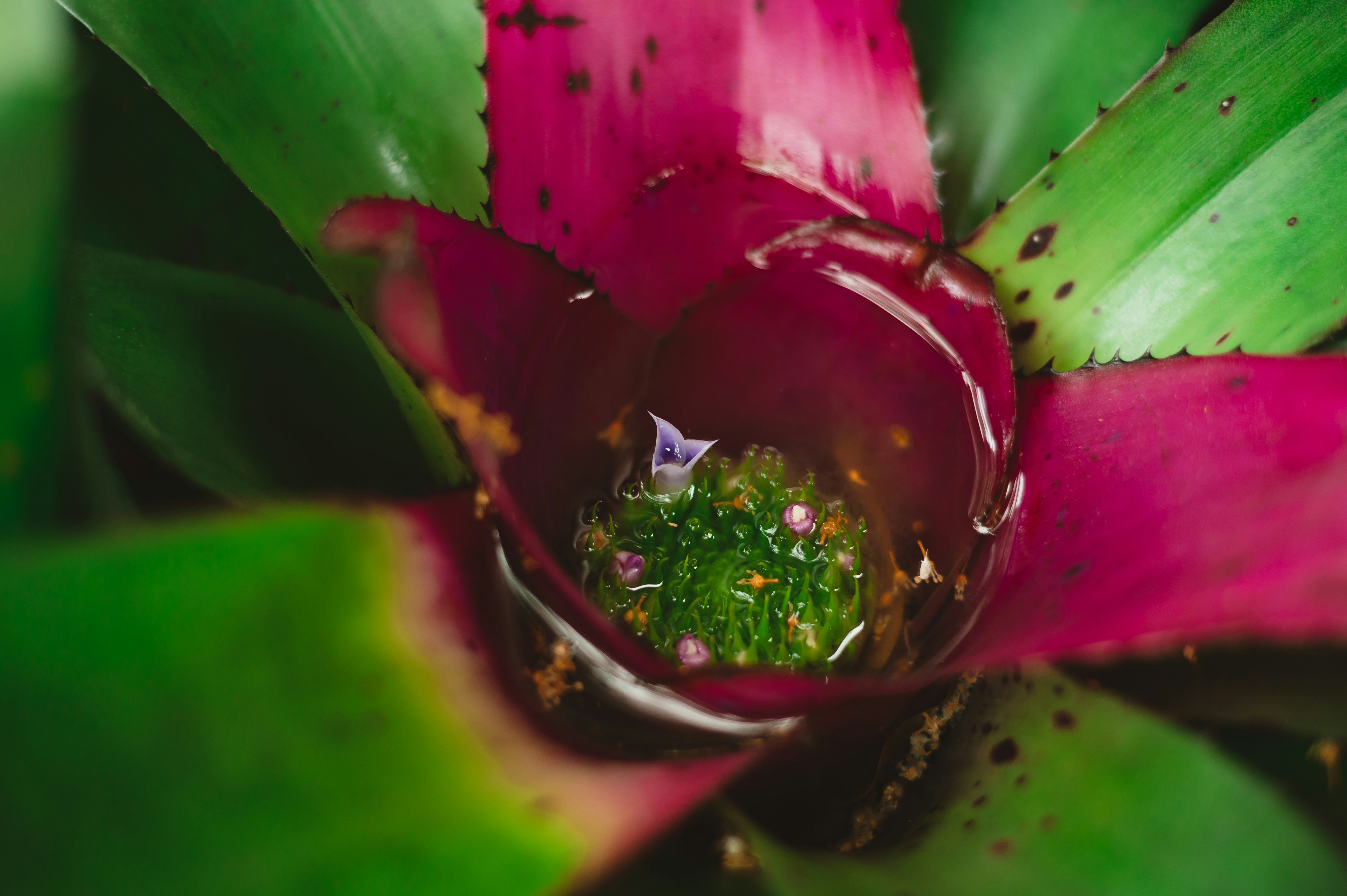 Crimson Bloom Core: A Gladiolus Cup Revealed