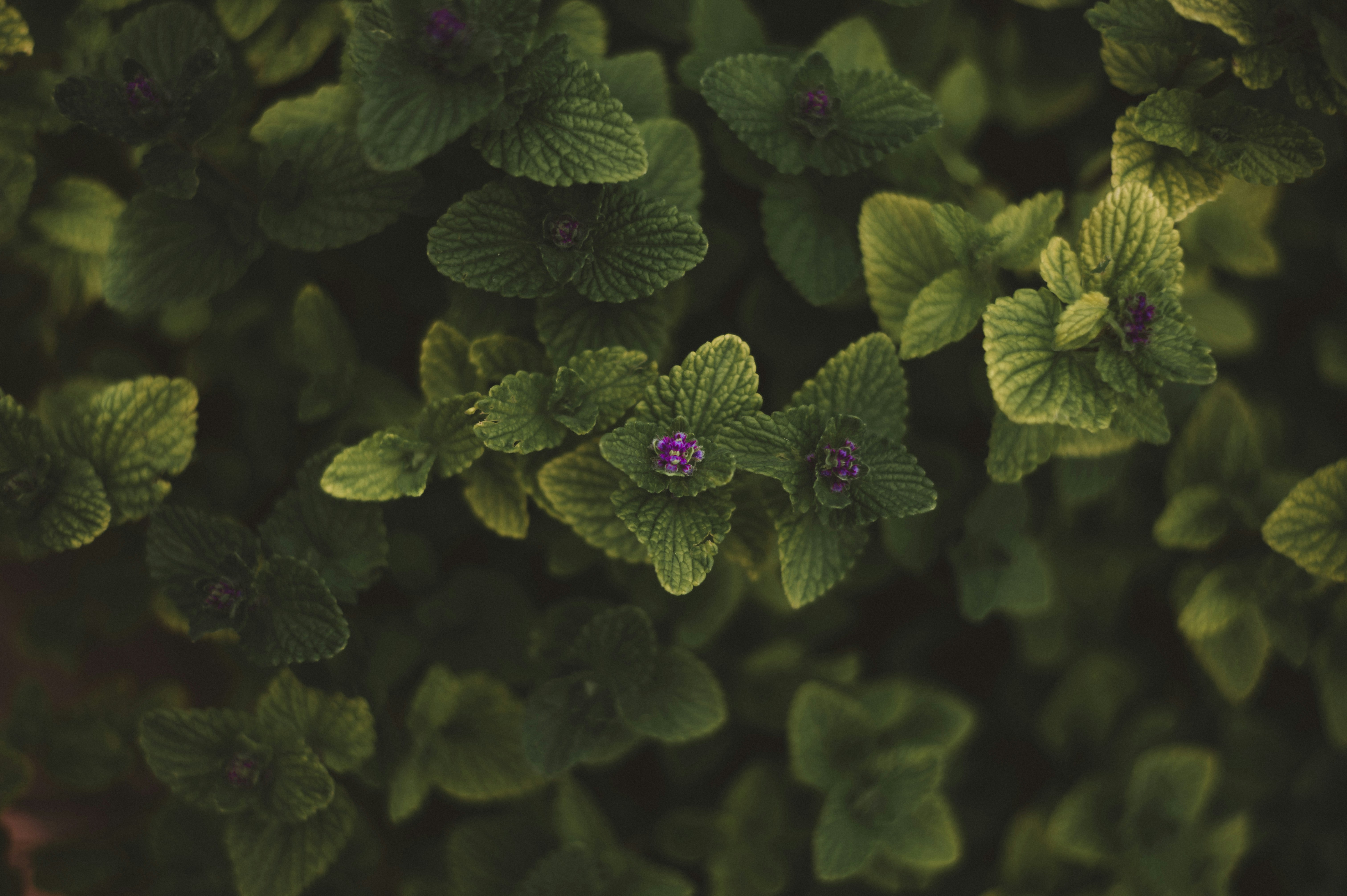 Photo by Colton Sturgeon with Nikon Z6