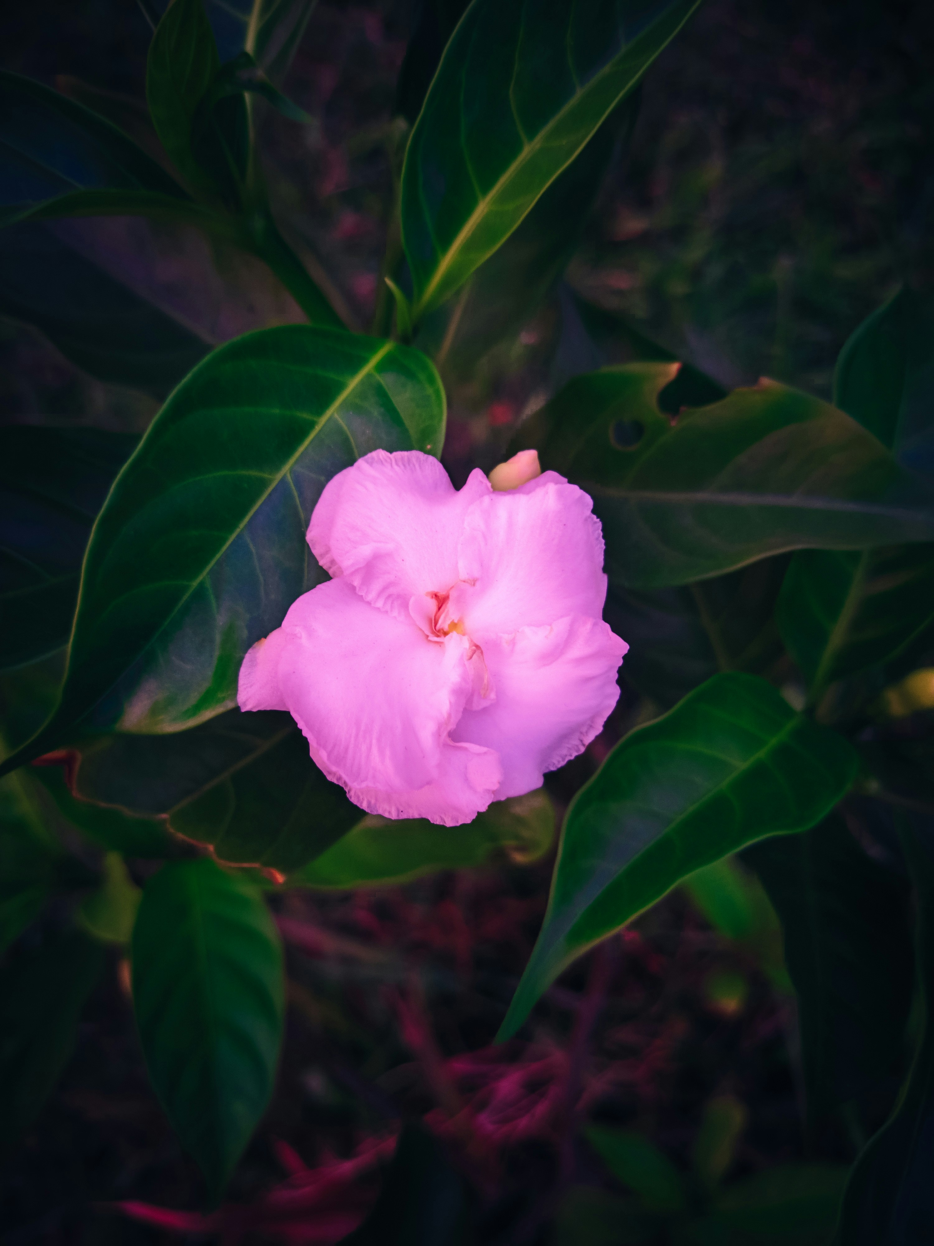 Close-up photograph of a pink flower centered among glossy green leaves, with a dark, blurred background.