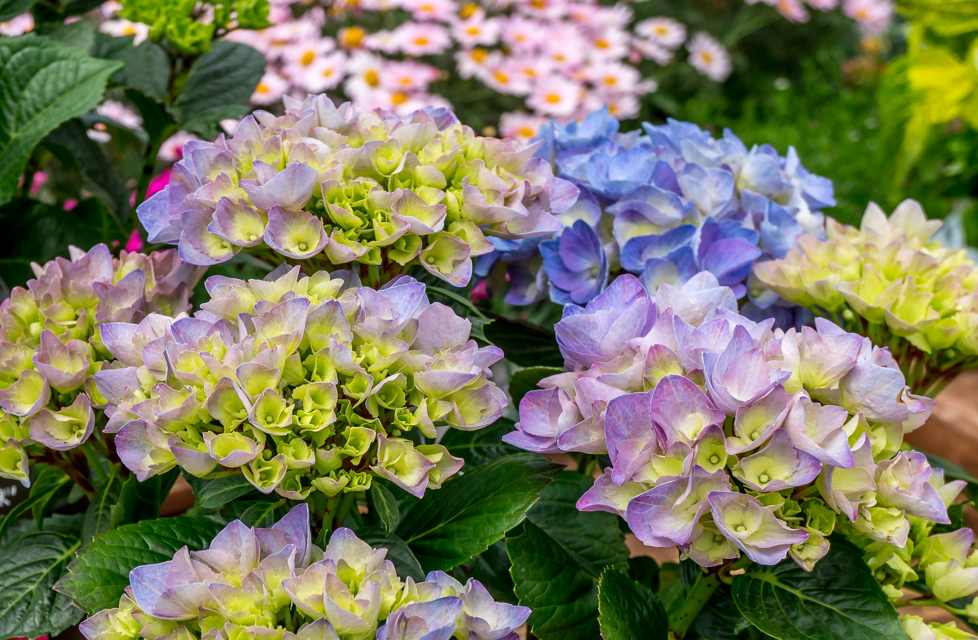 Vibrant hydrangea blooms in shades of blue and green, surrounded by lush foliage. The delicate petals showcase nature's artistry.