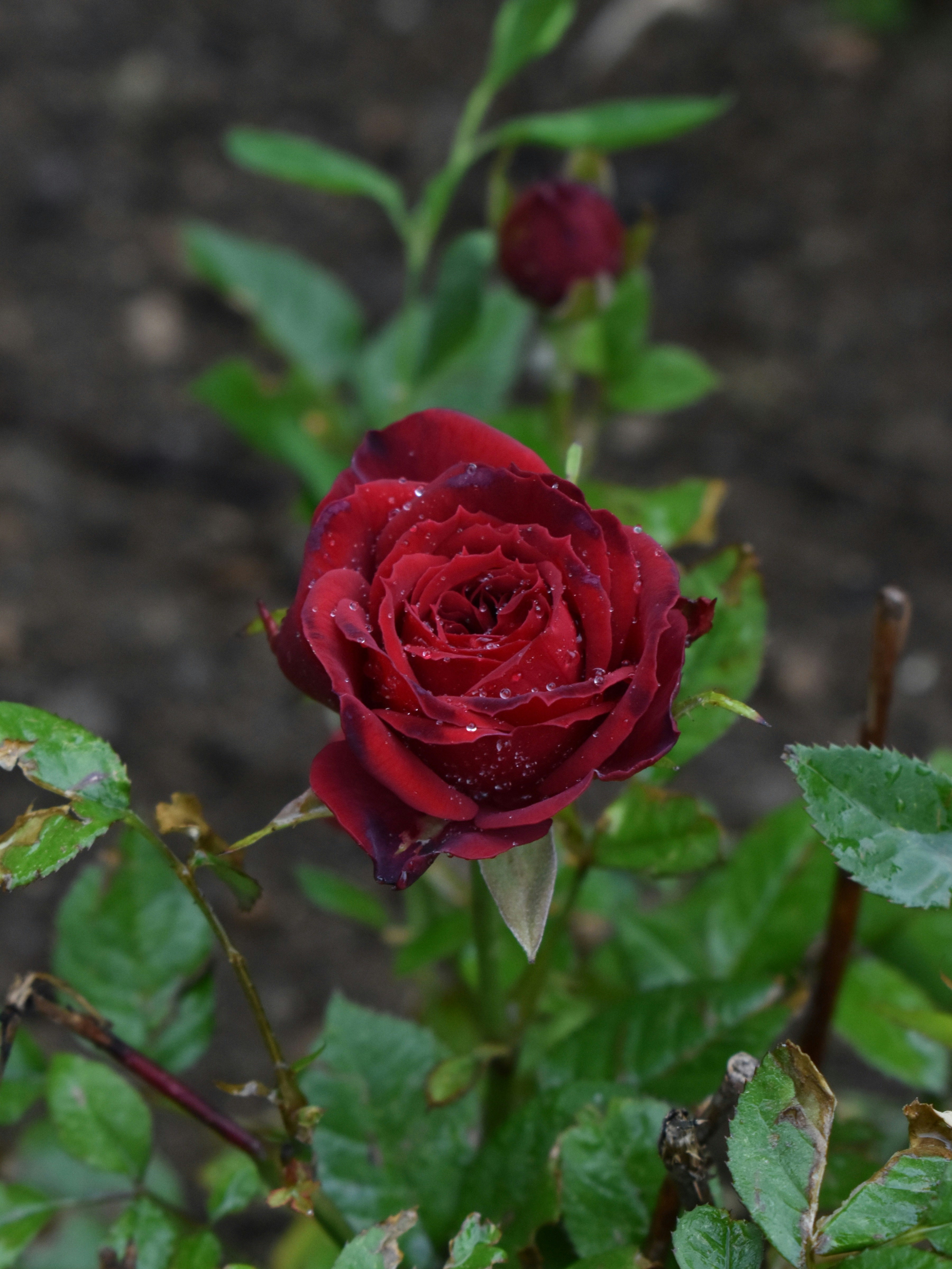 Crimson Rosette in Dew: A Close-Up Portrait of Velvet Petals