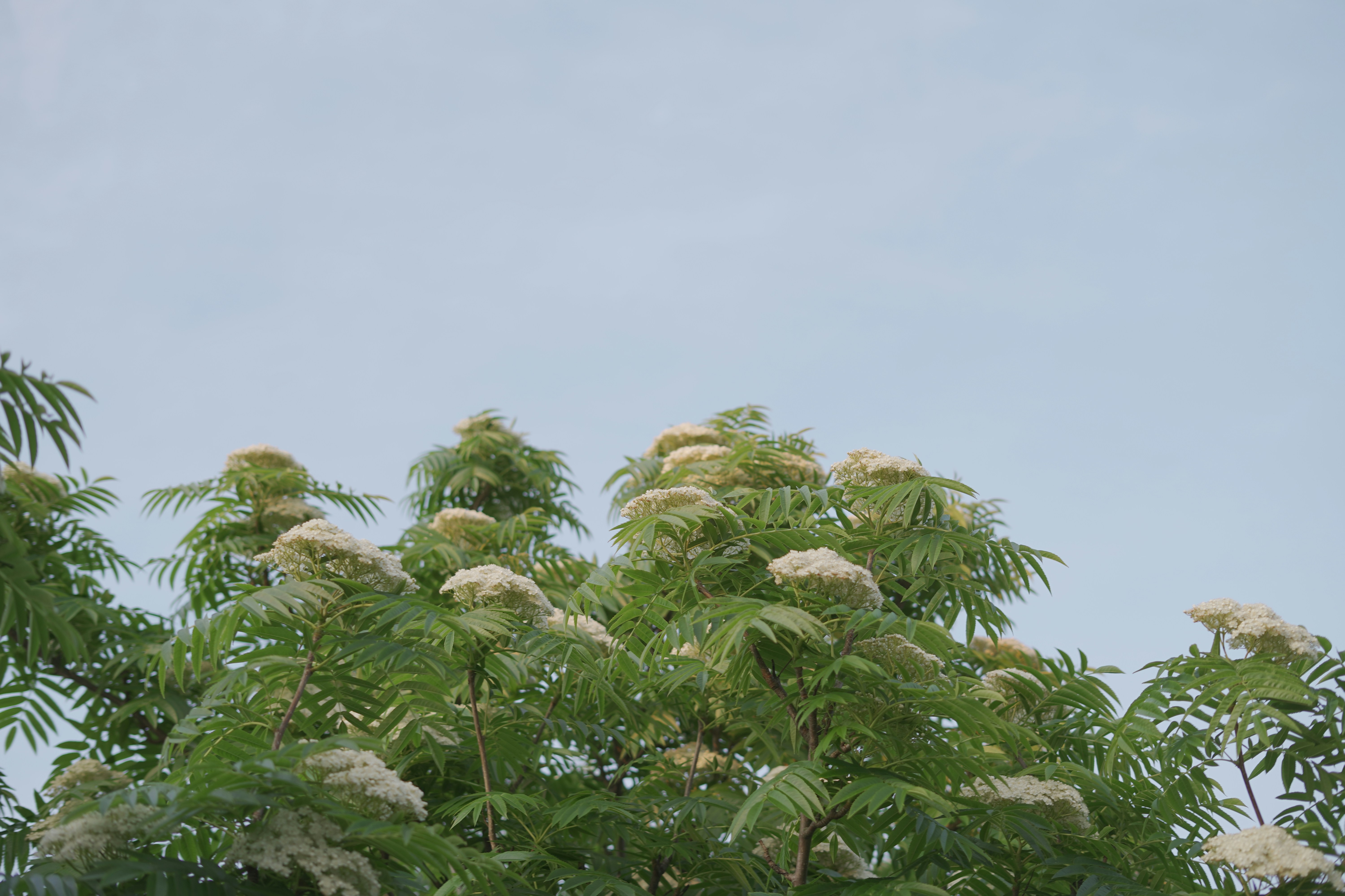 White Plume Blooms Crown a Feathery Green Canopy Under a Pale Sky