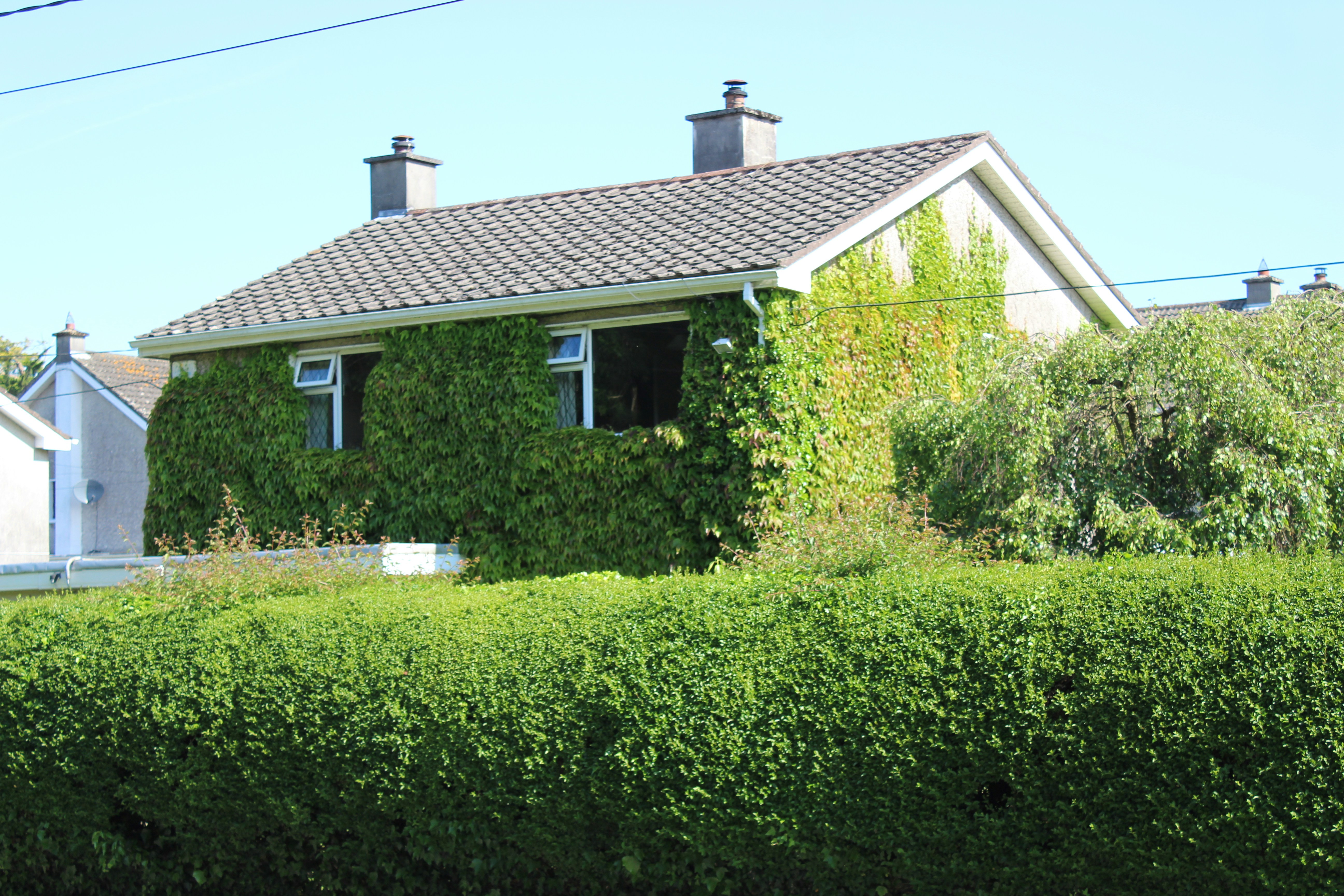 A house covered in vines next to a hedge photo – Free Build Image on ...