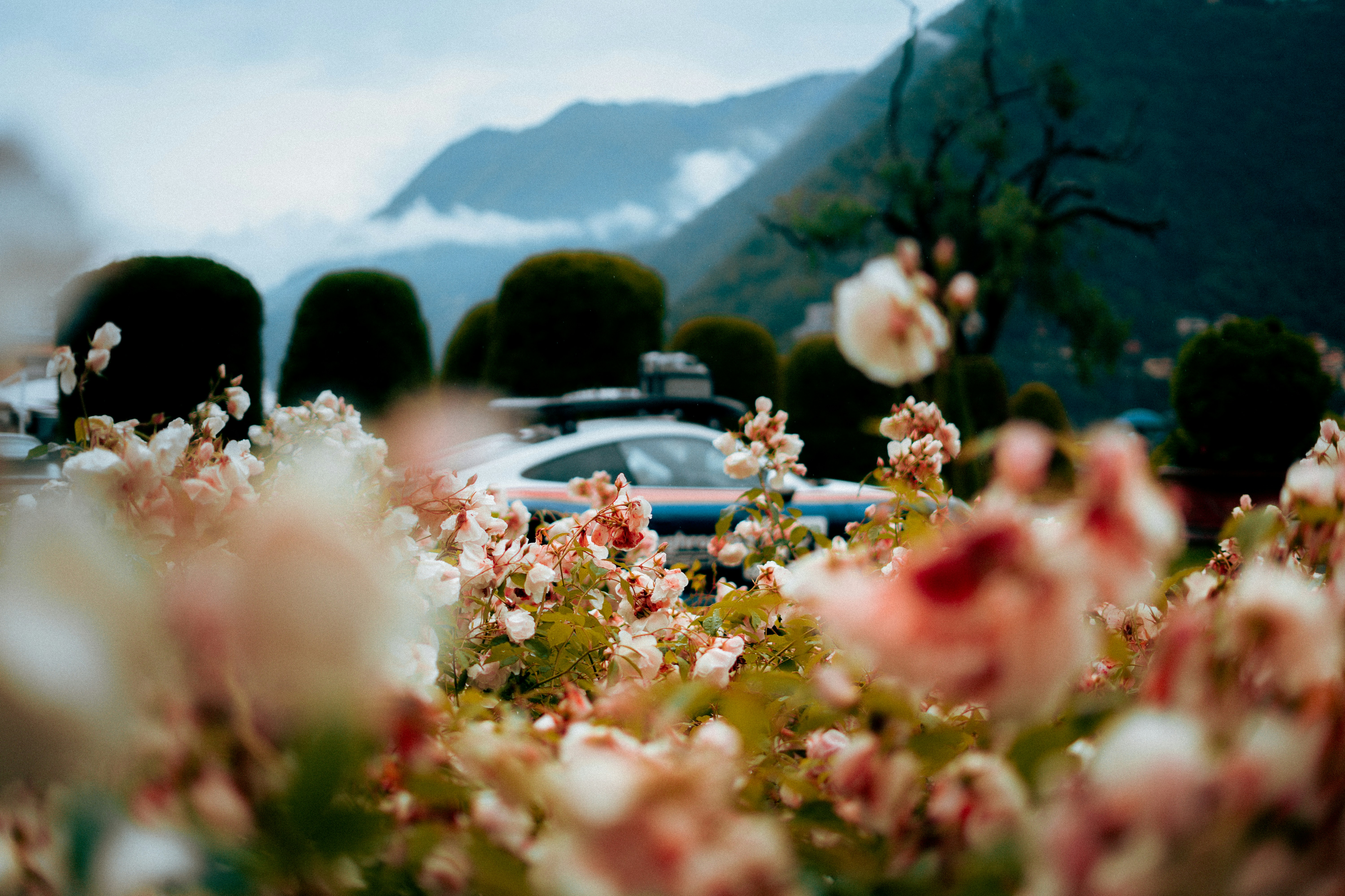 Rose-Frame Rendezvous: A car glides past blossoms toward the misty mountains