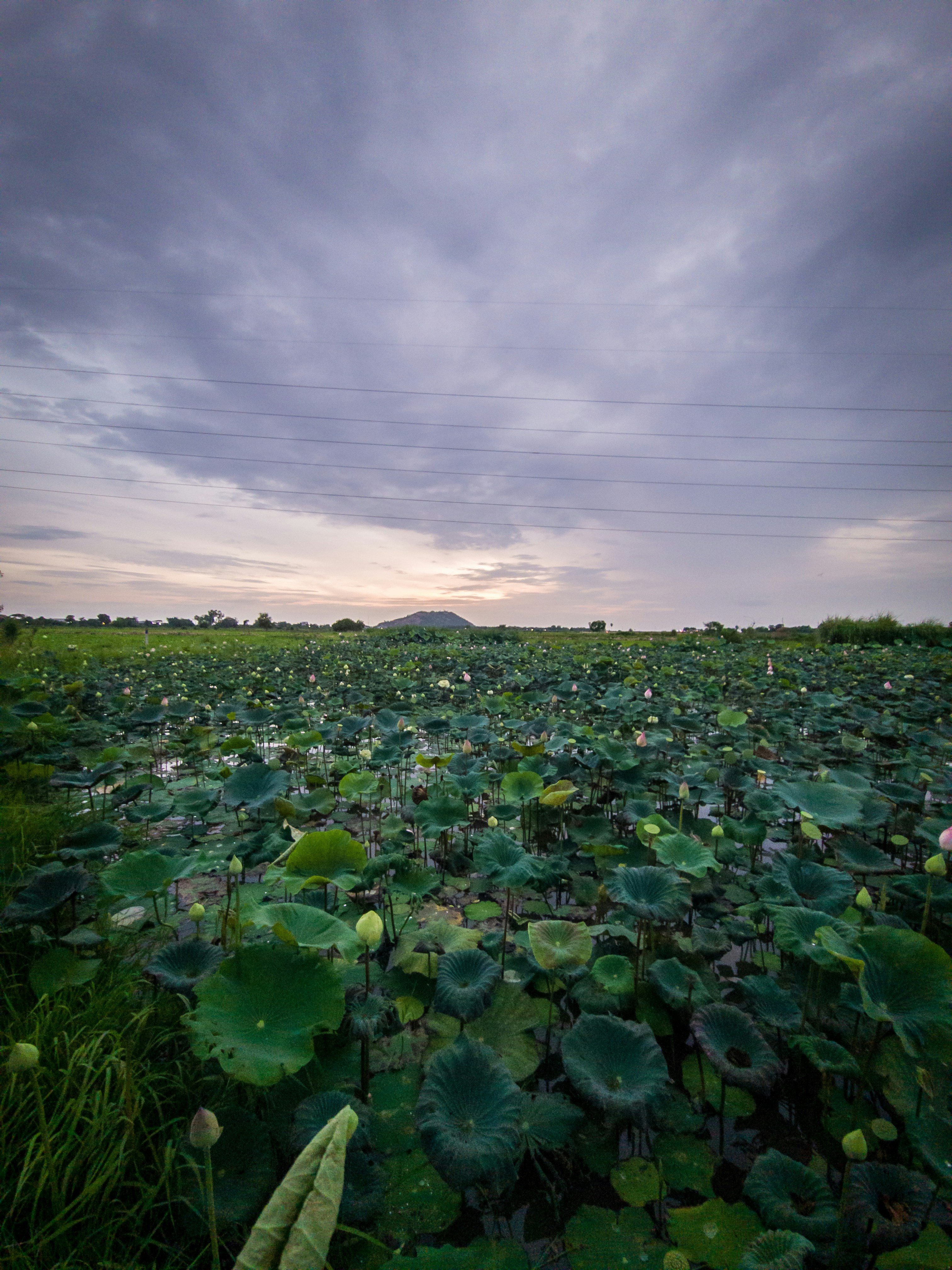 A field full of water lilies under a cloudy sky photo – Free Lotus farm ...