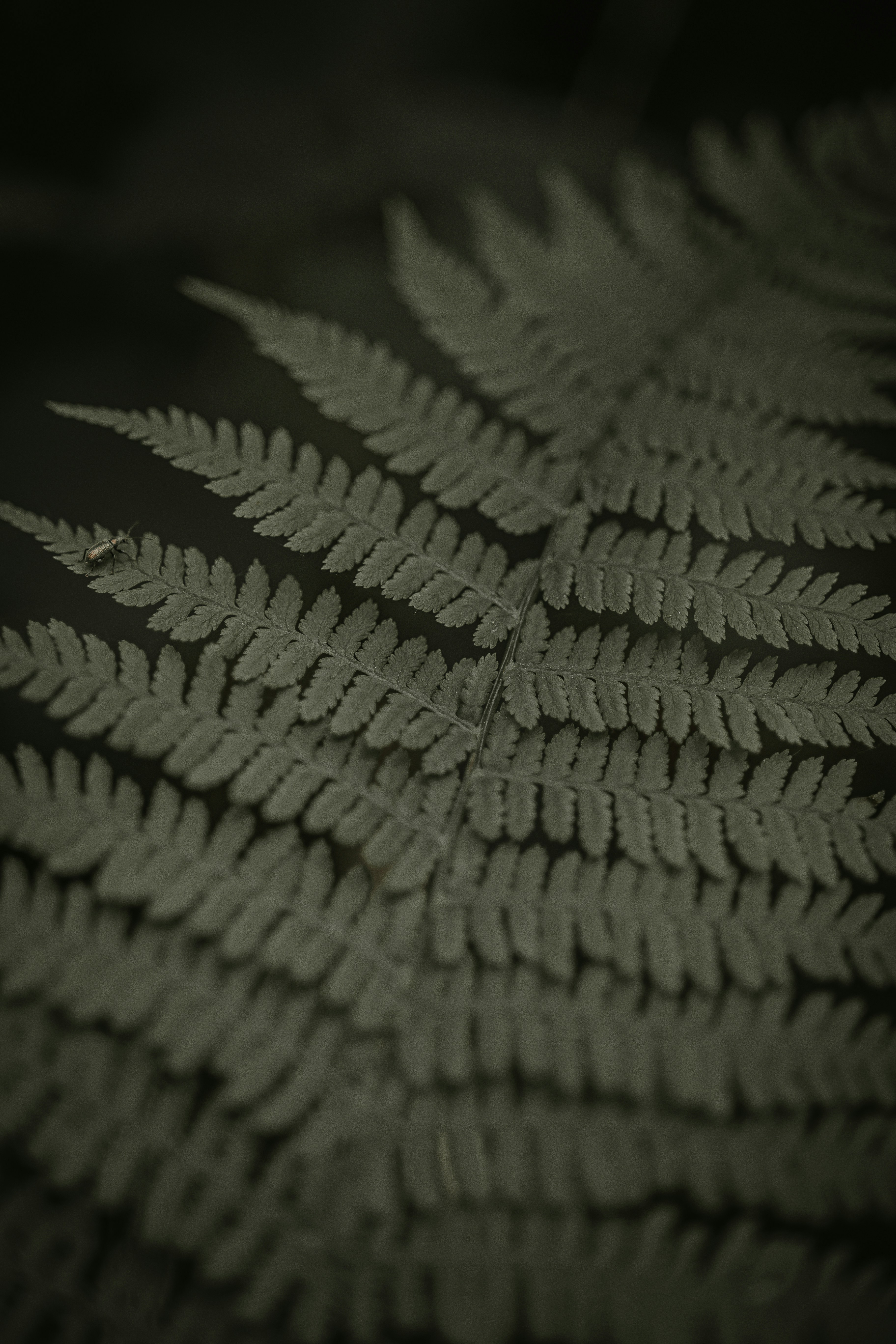 Midnight Fronds: A Monochrome Close-Up of Fern Veins