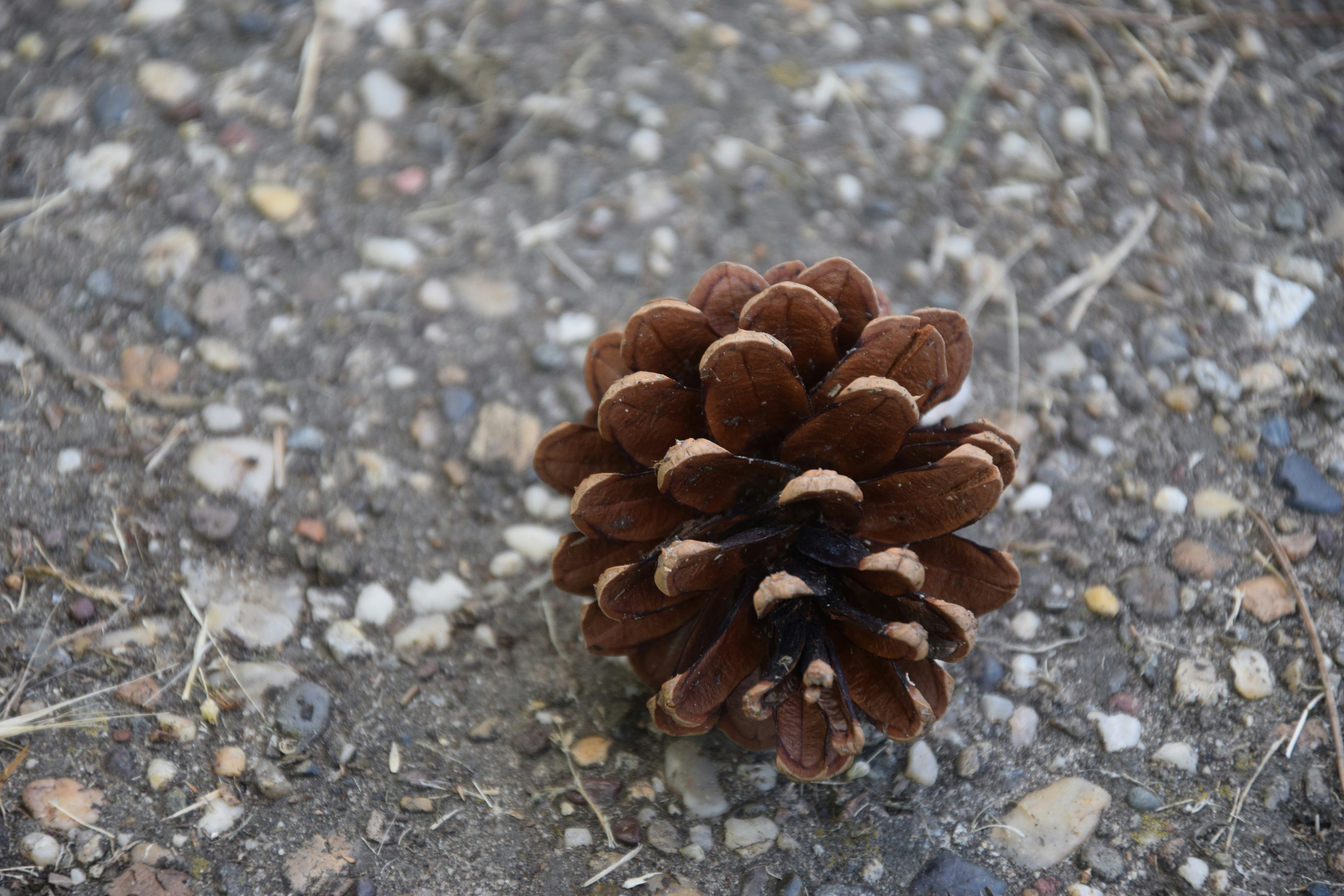 Nature's Whorled Wonder: The Pinecone